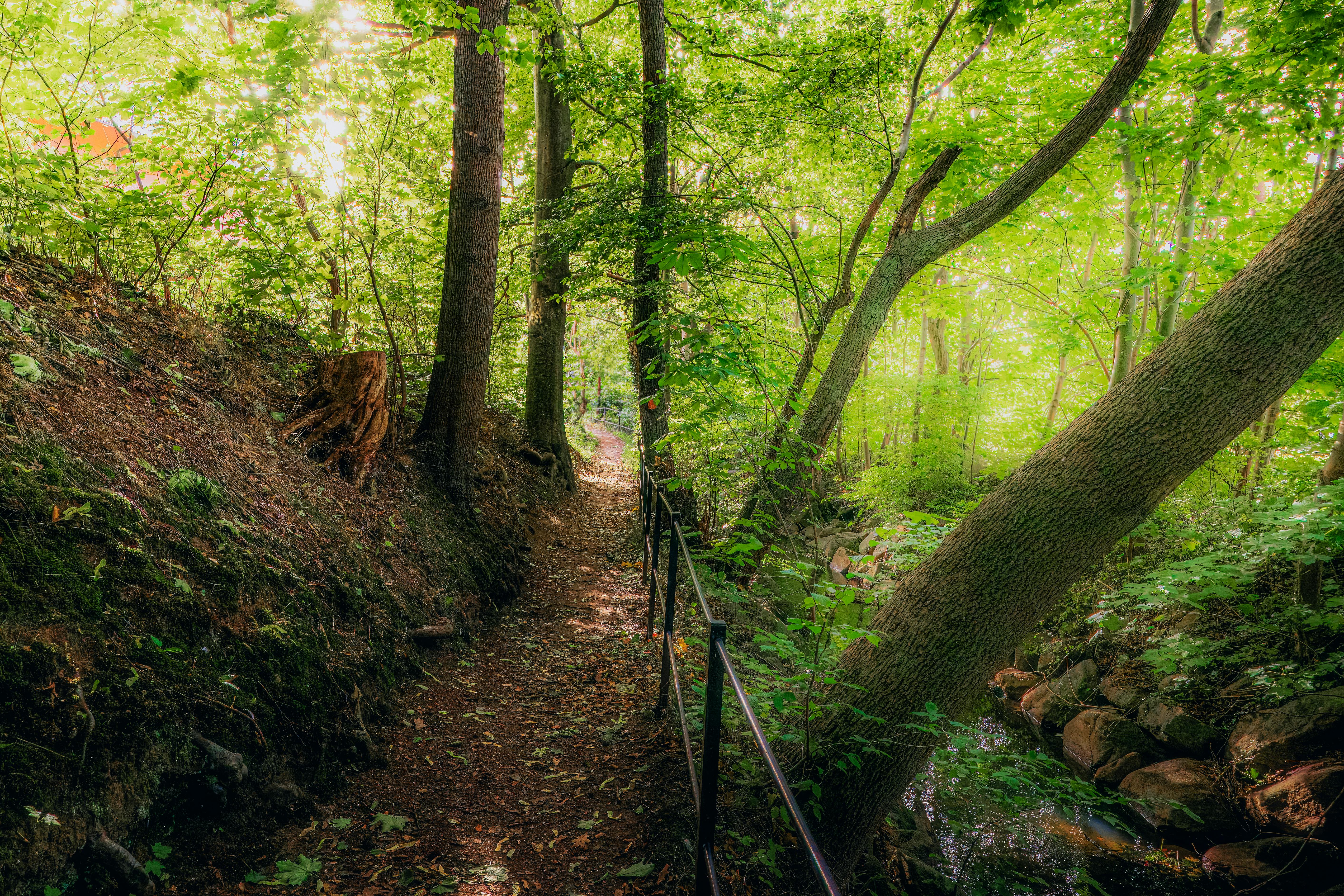 Trail Cases Photos, Download The BEST Free Trail Cases Stock Photos ...