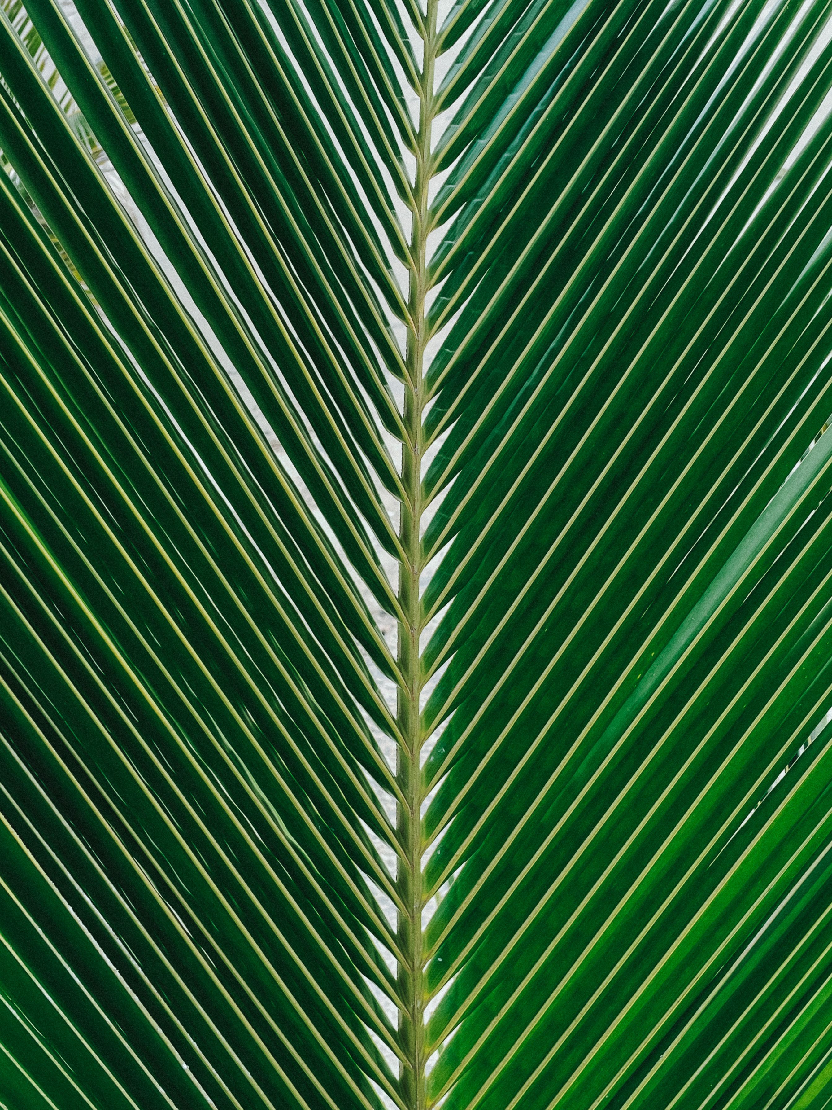 Close-up of Vibrant Green Palm Leaf Texture · Free Stock Photo