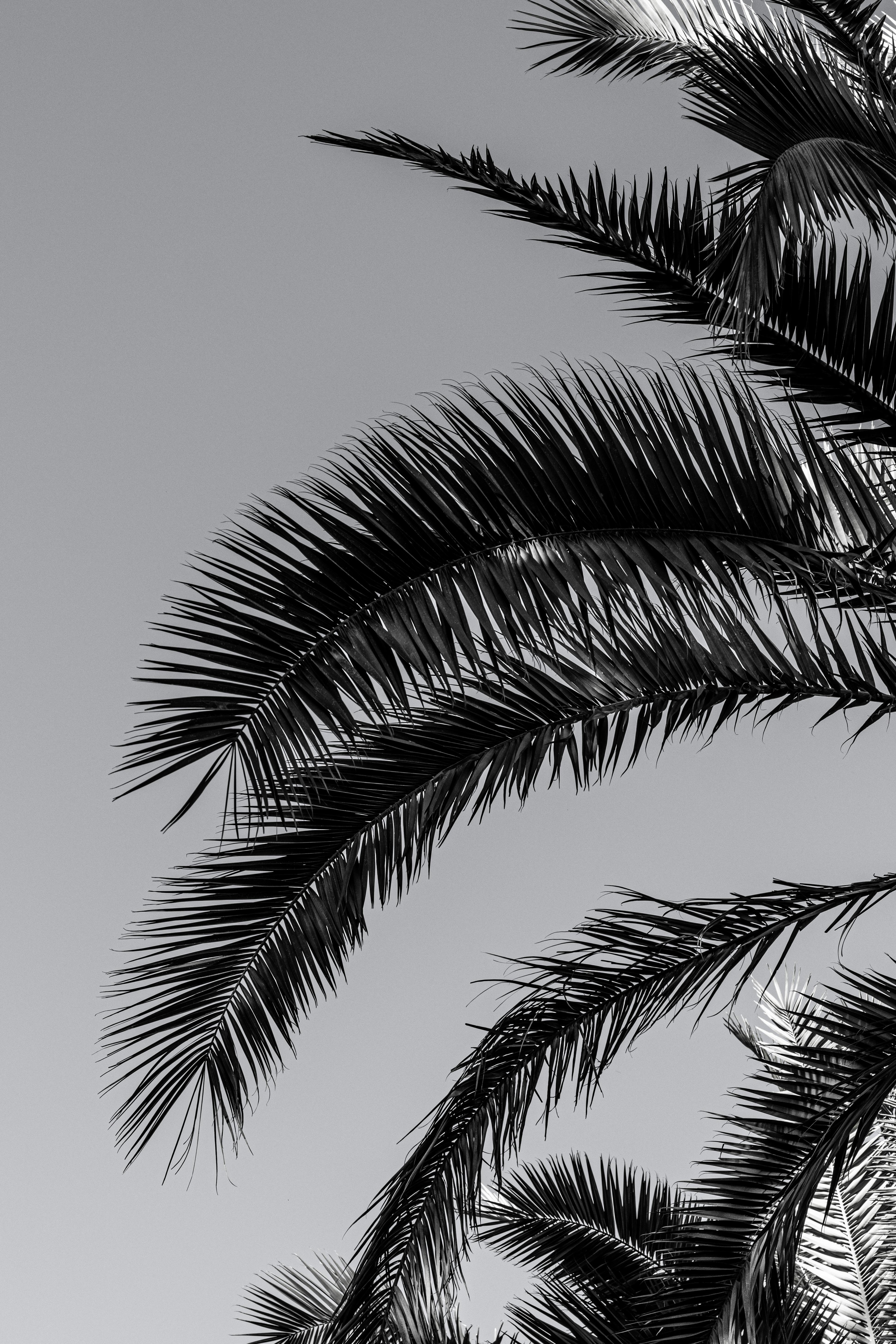 Tropical Plant Photos, Download The BEST Free Tropical Plant Stock ... Tropical Plant Photos, Download The BEST Free Tropical Plant Stock ...