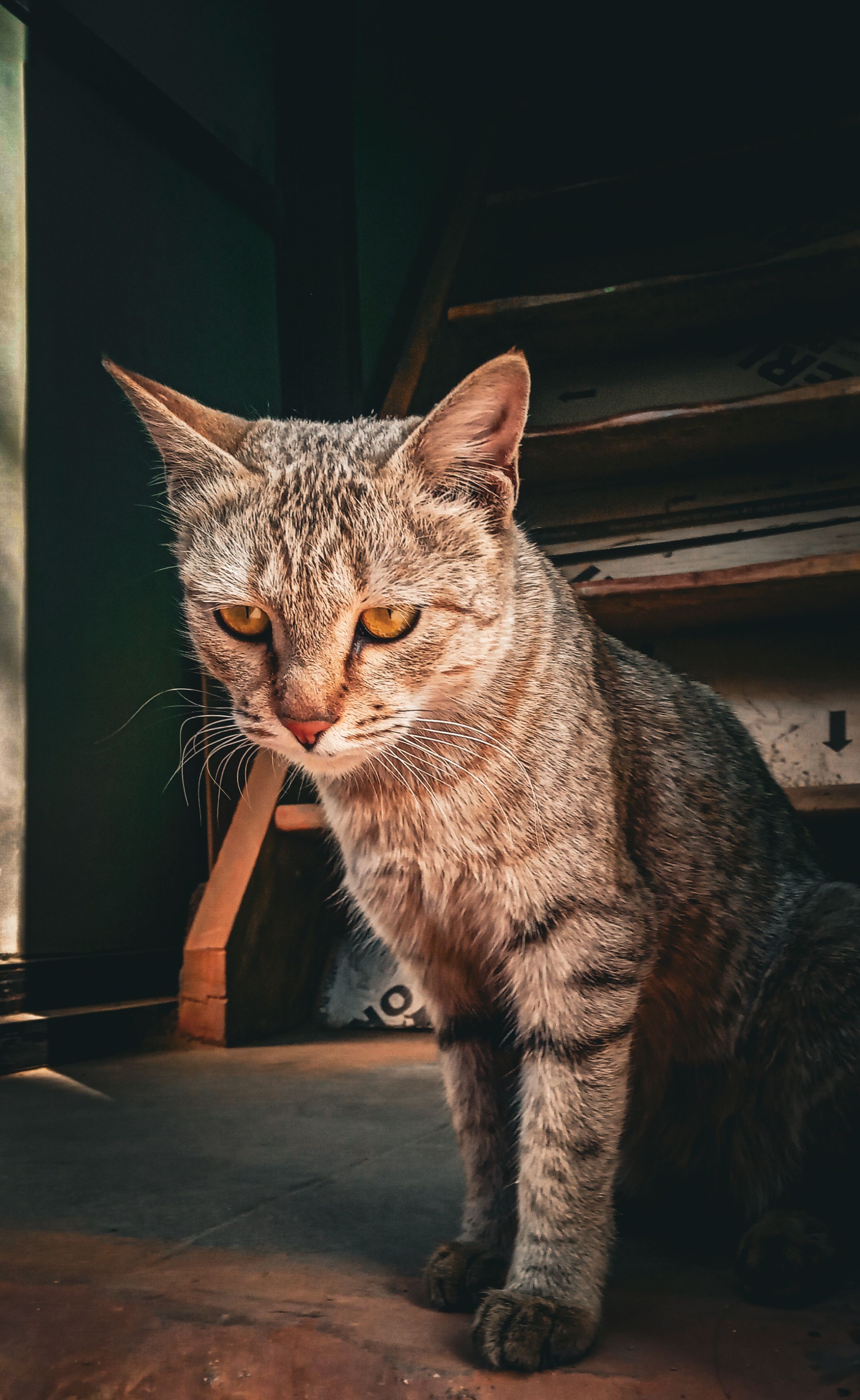 Close-Up Portrait of a Domestic Cat Indoors · Free Stock Photo