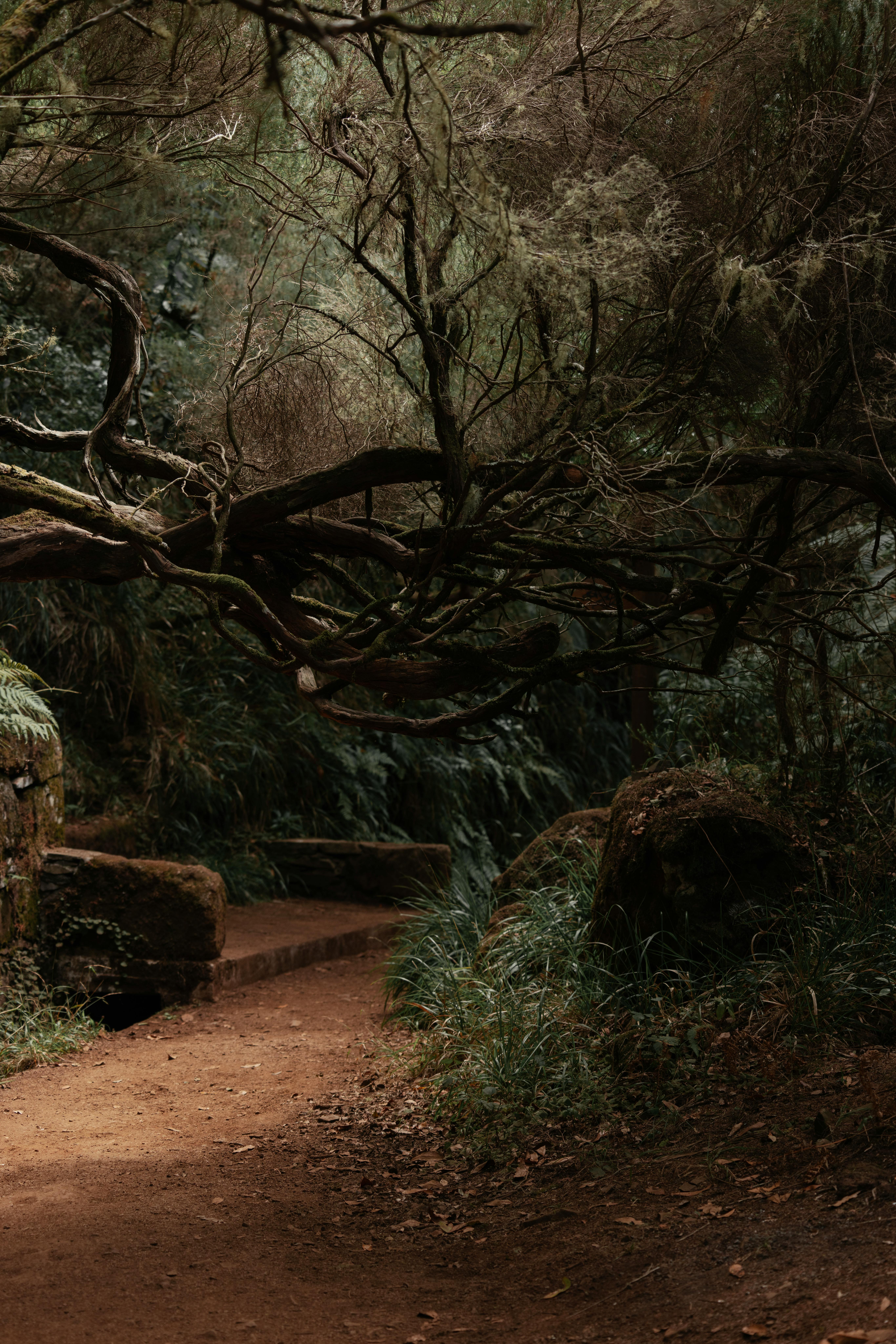 Sendero Del Bosque Encantado En Madeira, Portugal · Foto de stock gratuita
