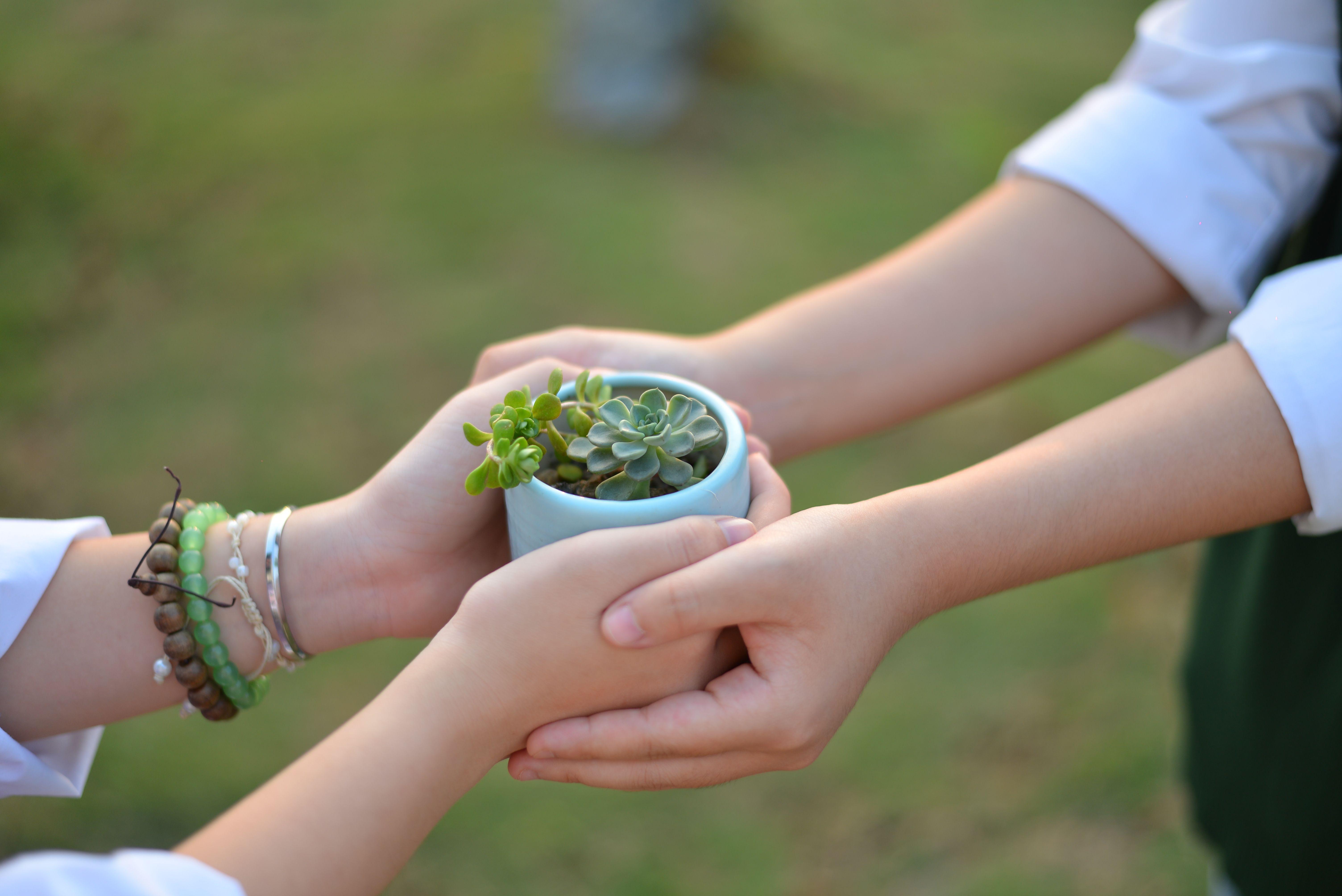 Tanaman Pot Rebus Photos, Download The BEST Free Tanaman Pot Rebus ...