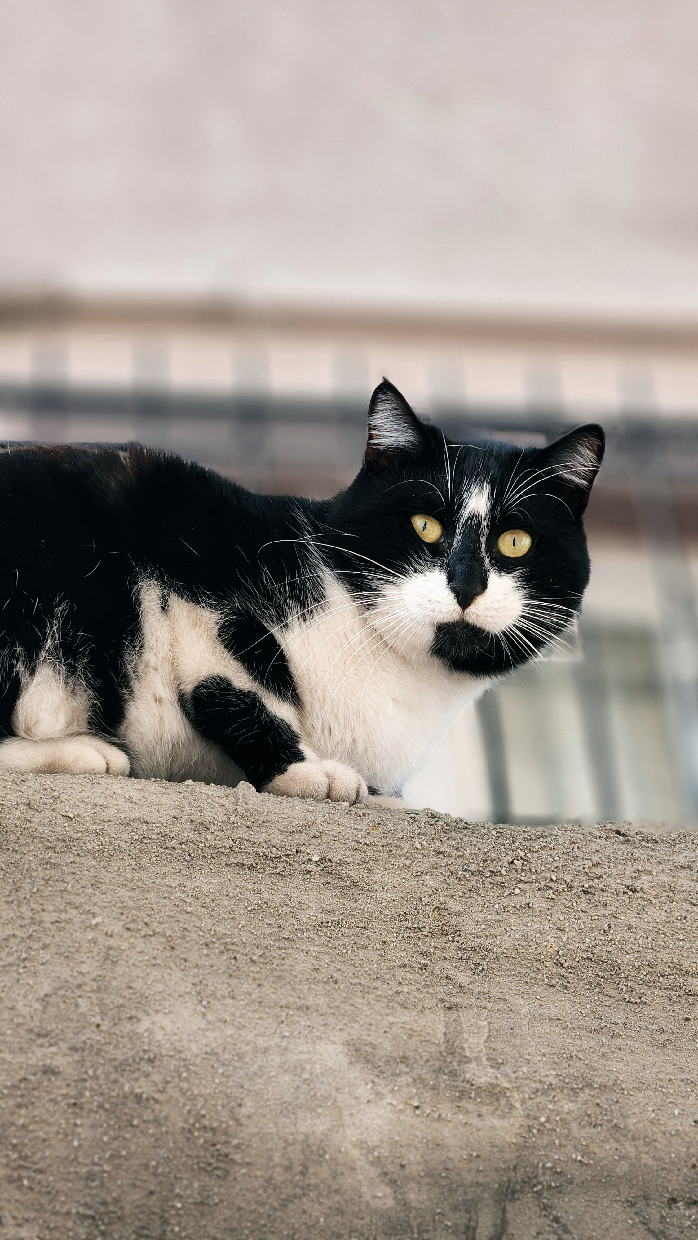 Scratchy Wall Photos, Download The BEST Free Scratchy Wall Stock Photos ...