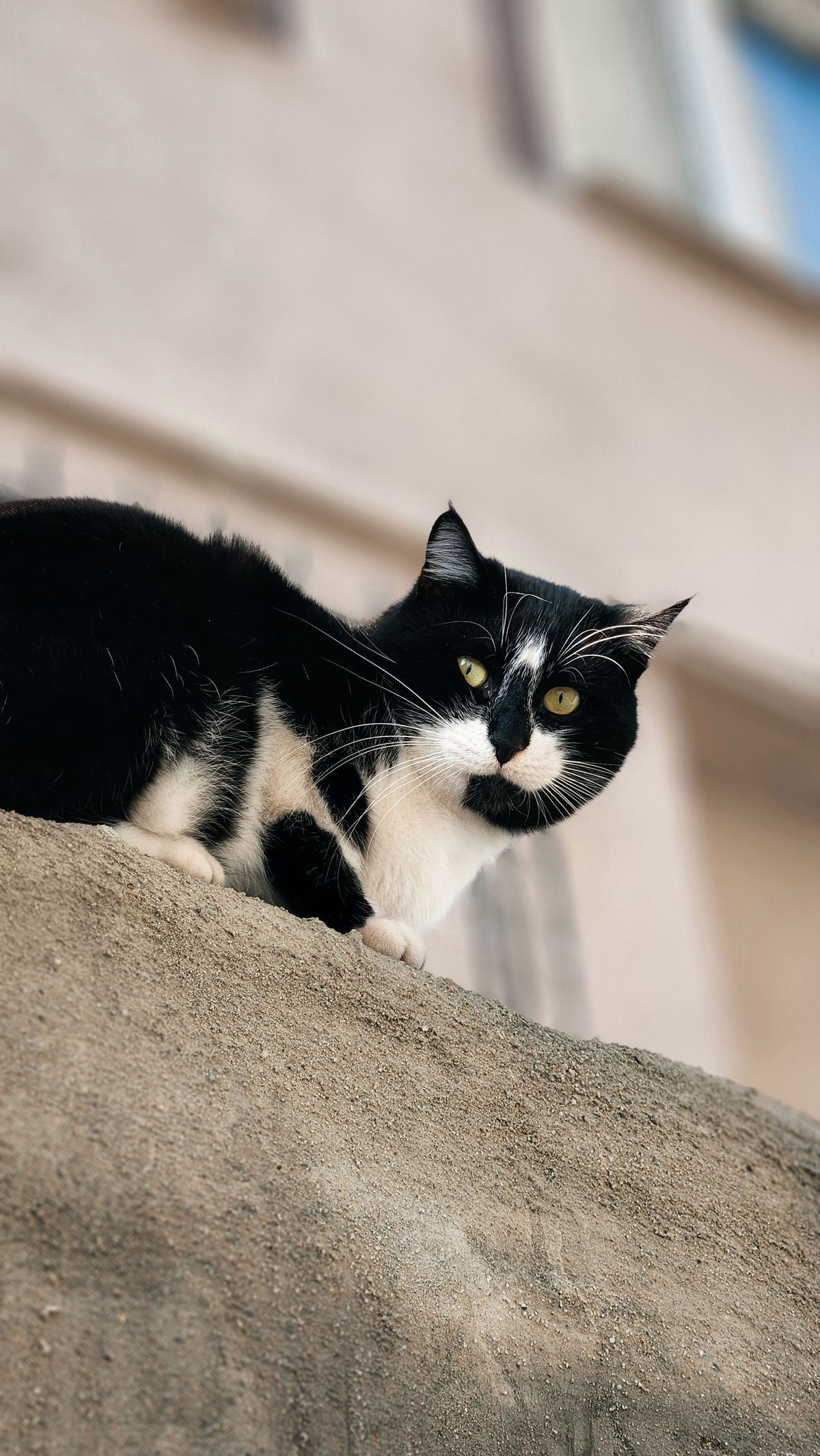 Cat] Photos, Download The BEST Free Cat] Stock Photos & HD Images