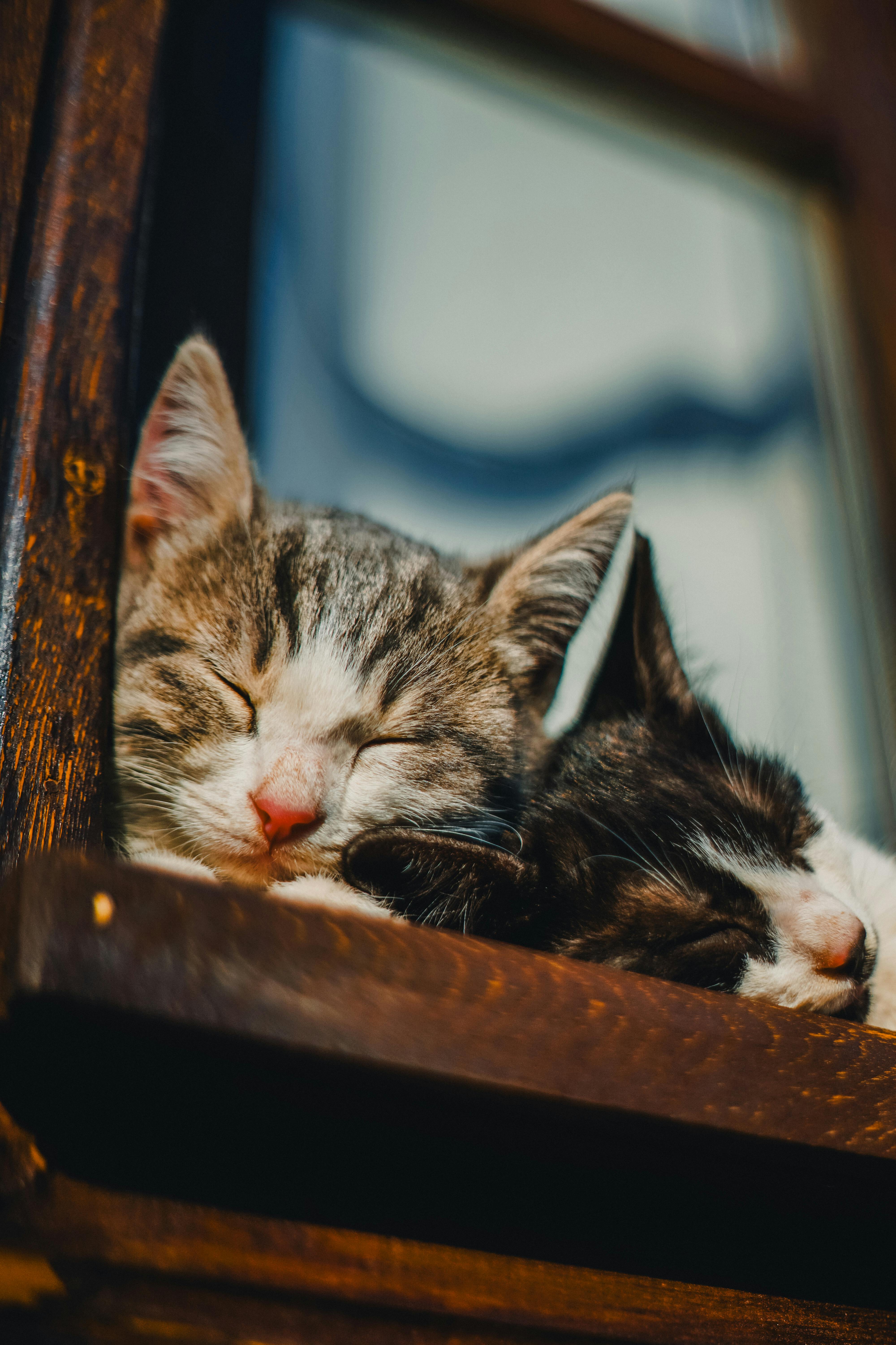 Adorable Sleeping Kittens on Window Sill · Free Stock Photo
