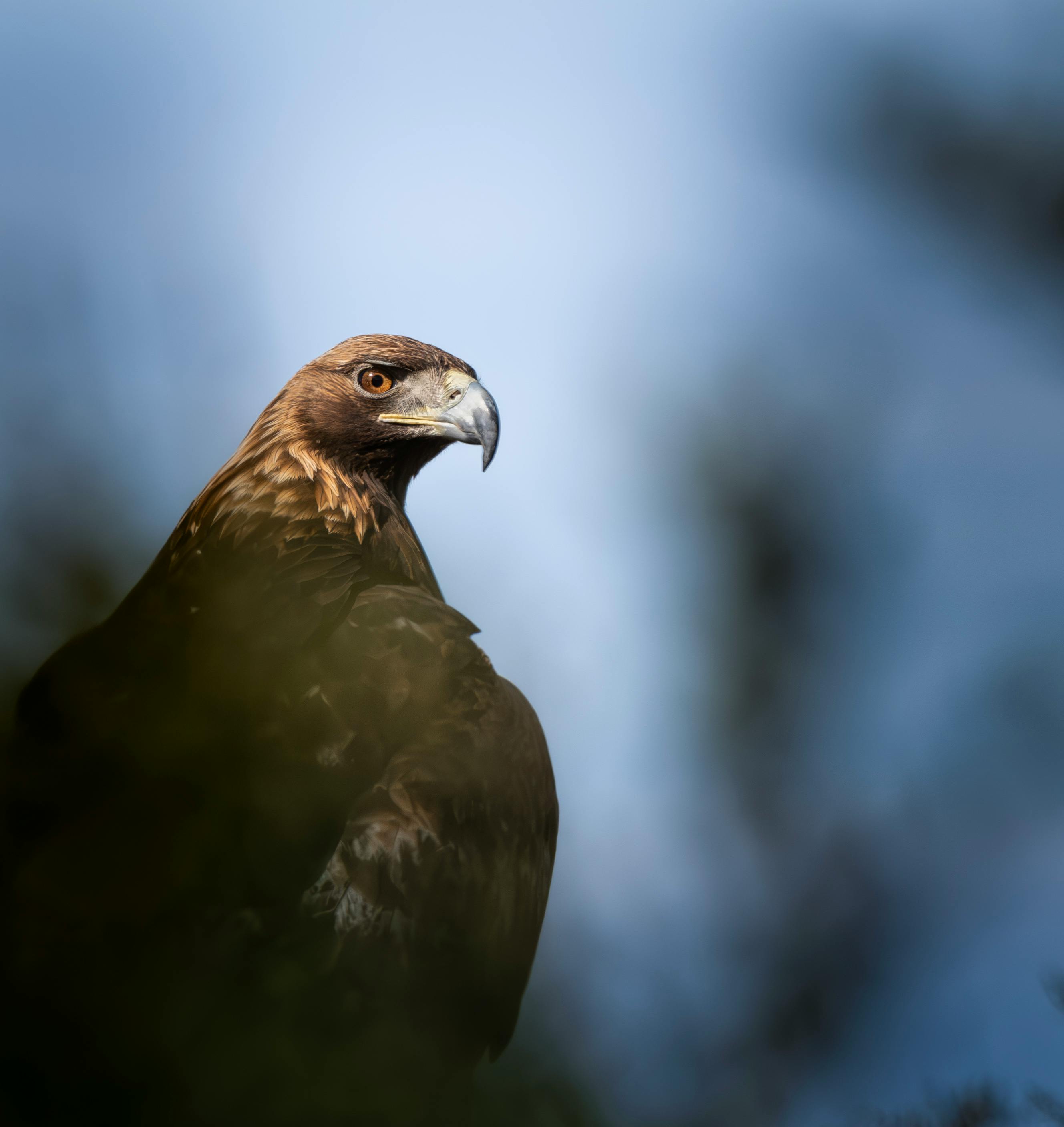 Focus Eagle Photos, Download The BEST Free Focus Eagle Stock Photos ...