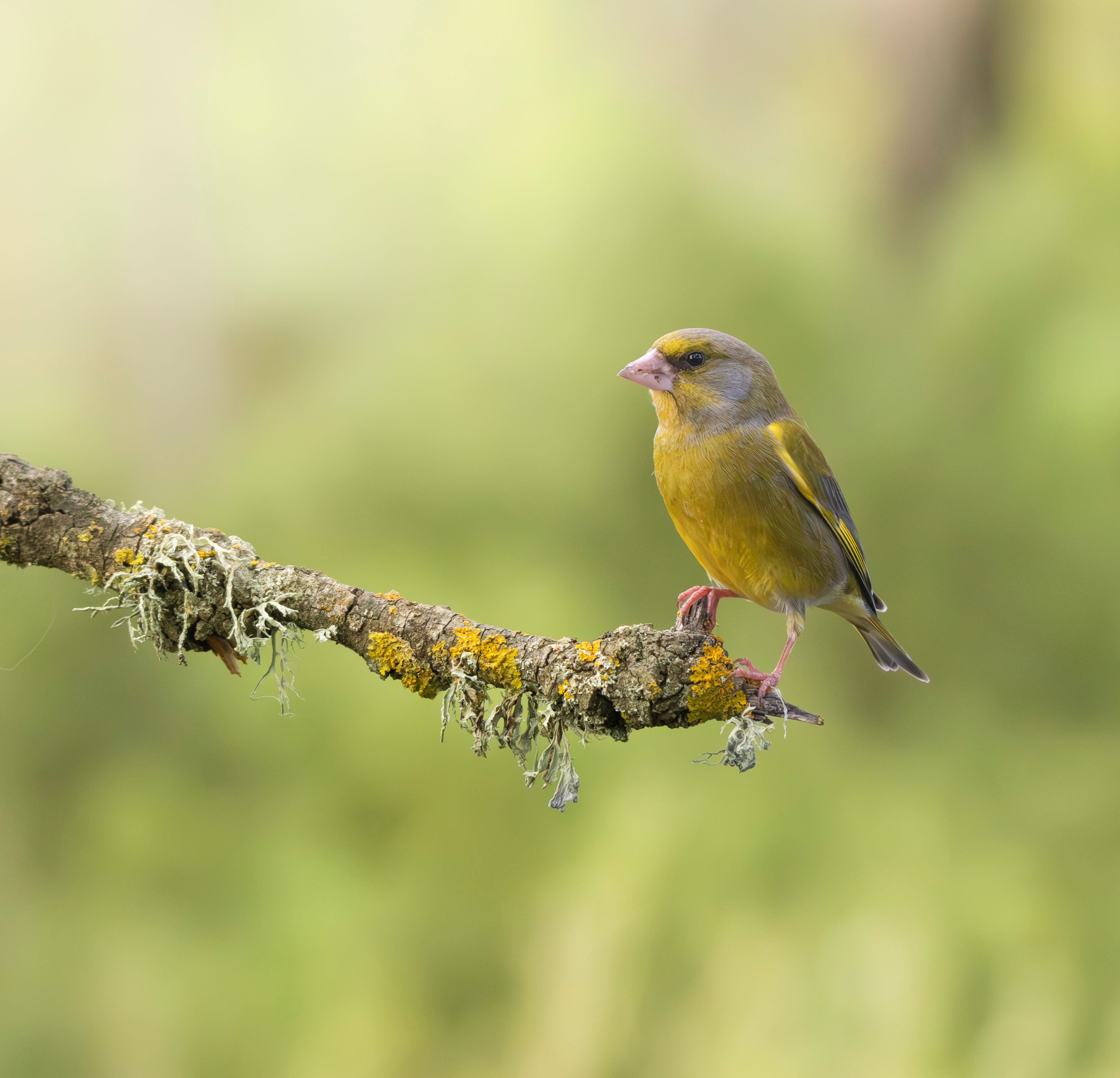 Charming European Greenfinch on Mossy Branch · Free Stock Photo