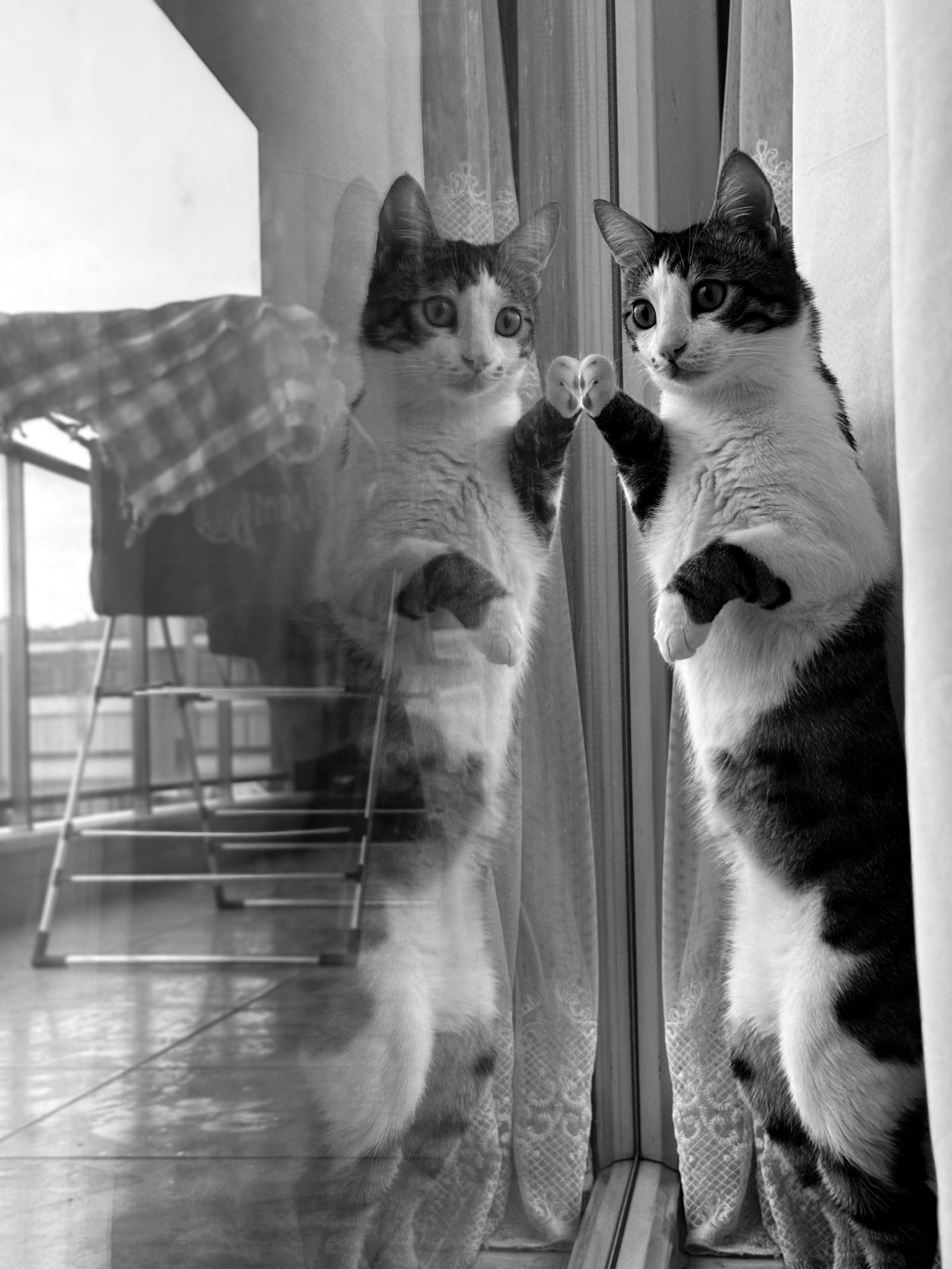 Goofy Ahh Cat Photos, Download The BEST Free Goofy Ahh Cat Stock Photos ...