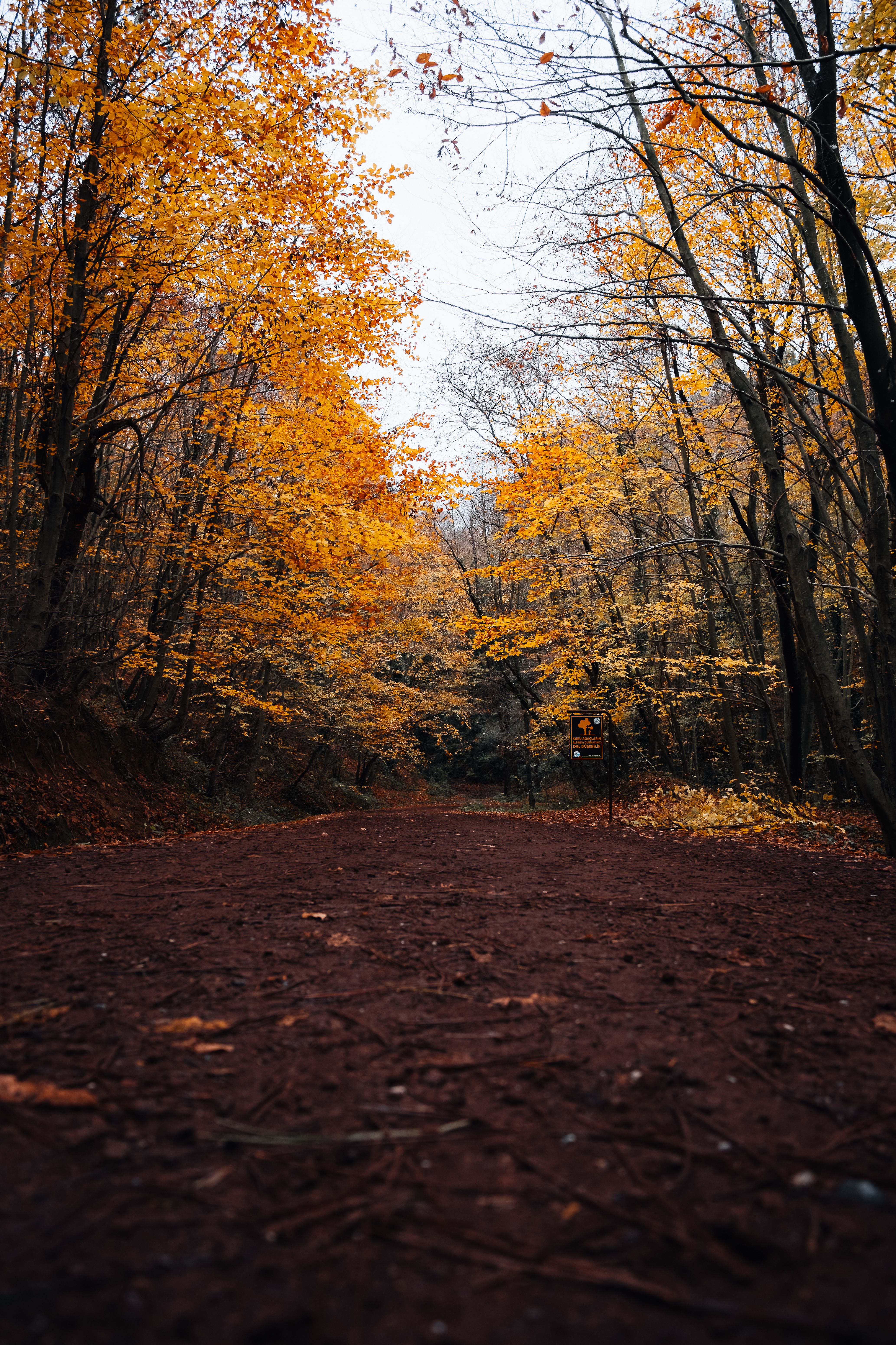 Scenic Autumn Forest Pathway with Fall Foliage · Free Stock Photo