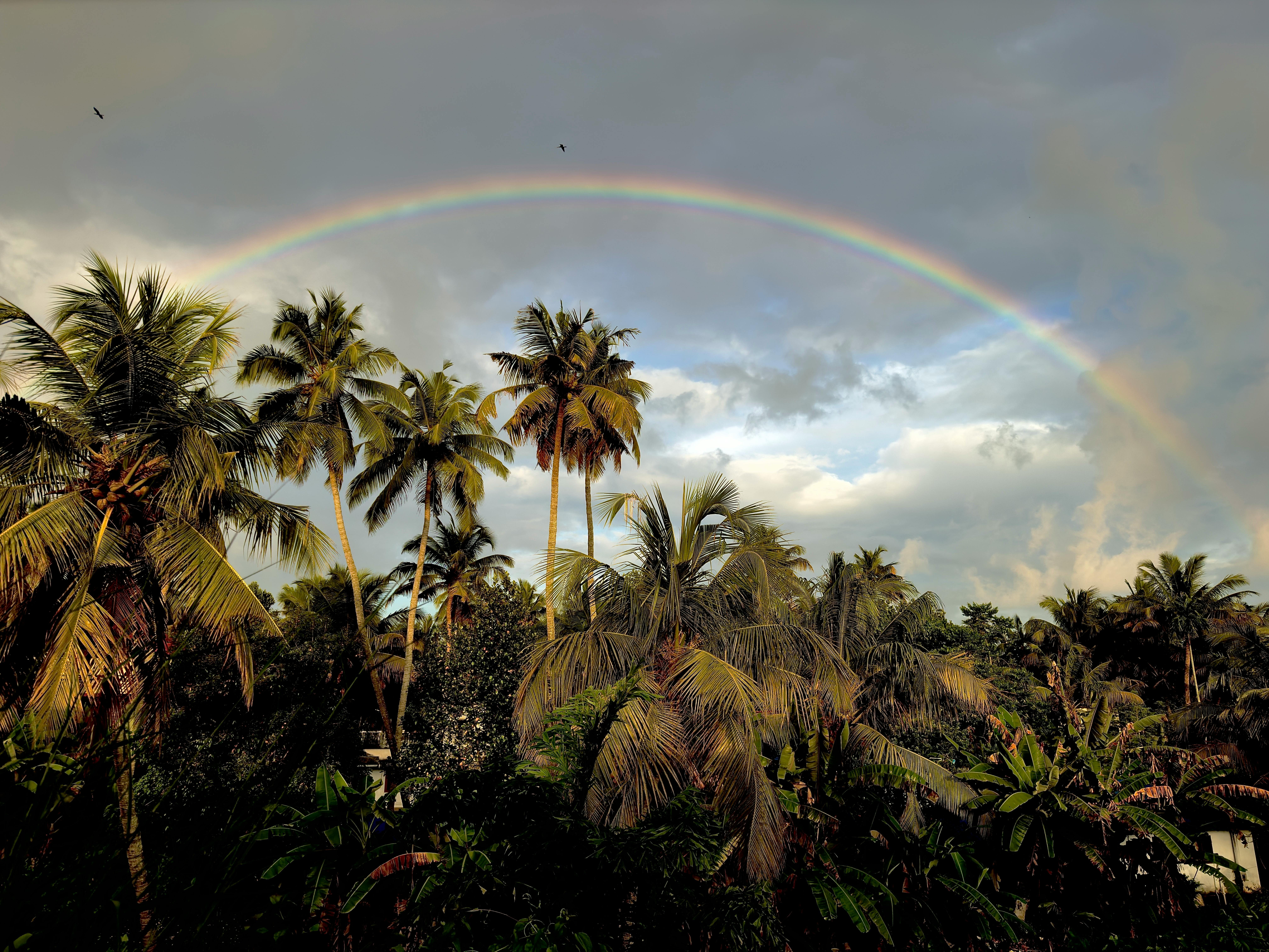 Tropical Rainbow Over Palm Trees Landscape · Free Stock Photo