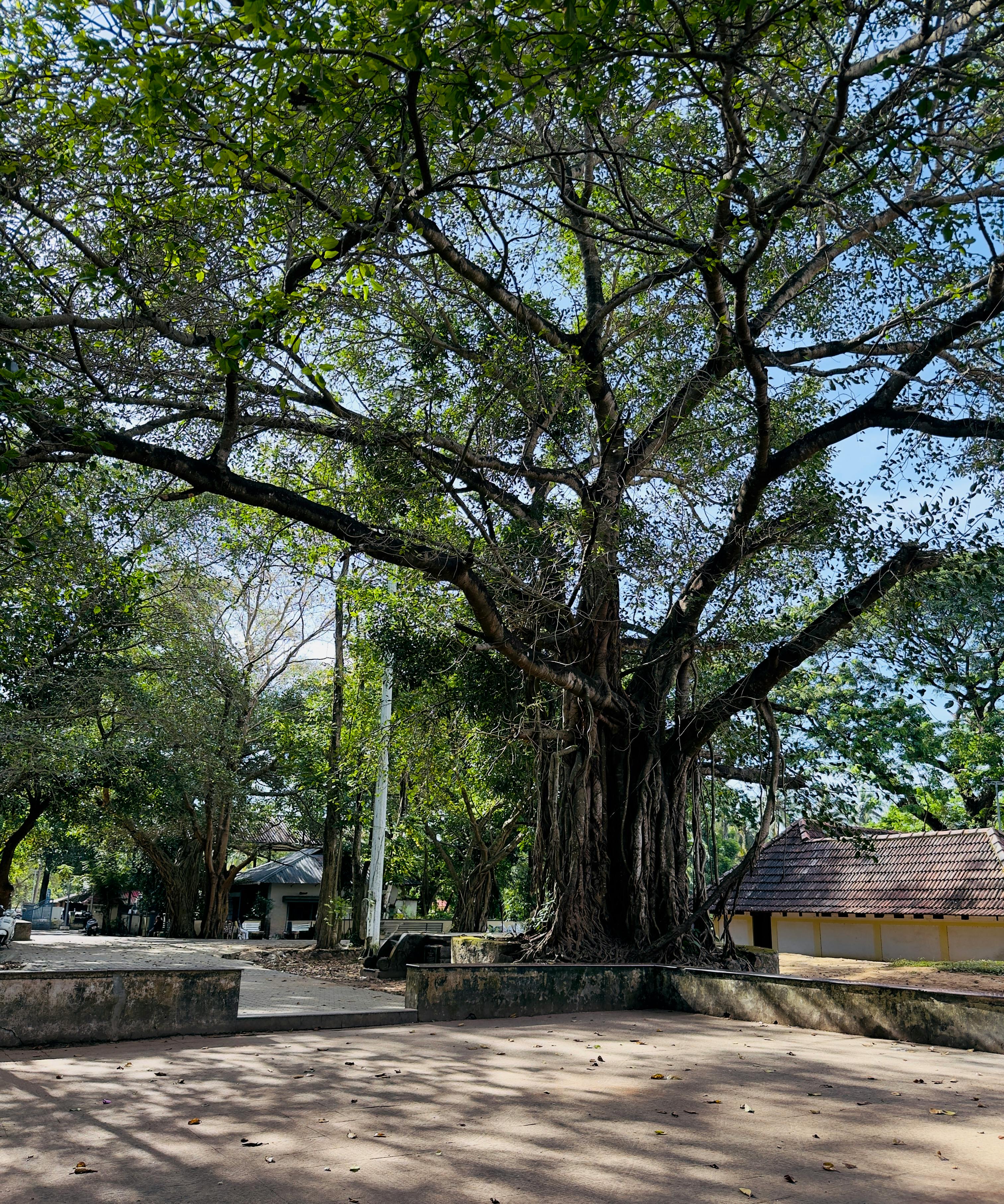 Majestic Banyan Tree in Tranquil Outdoor Setting · Free Stock Photo