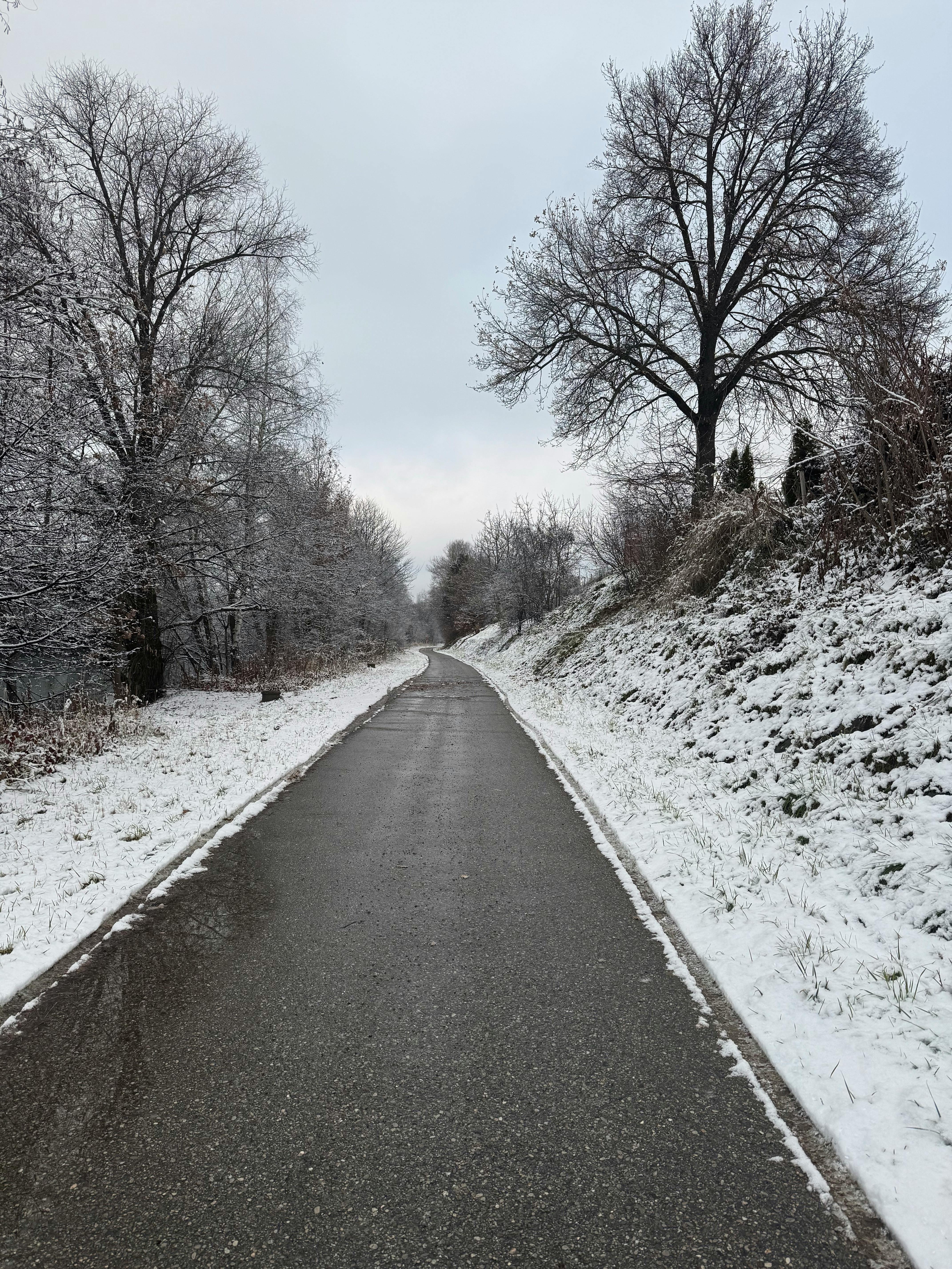 Winter Path with Snow-Covered Trees · Free Stock Photo