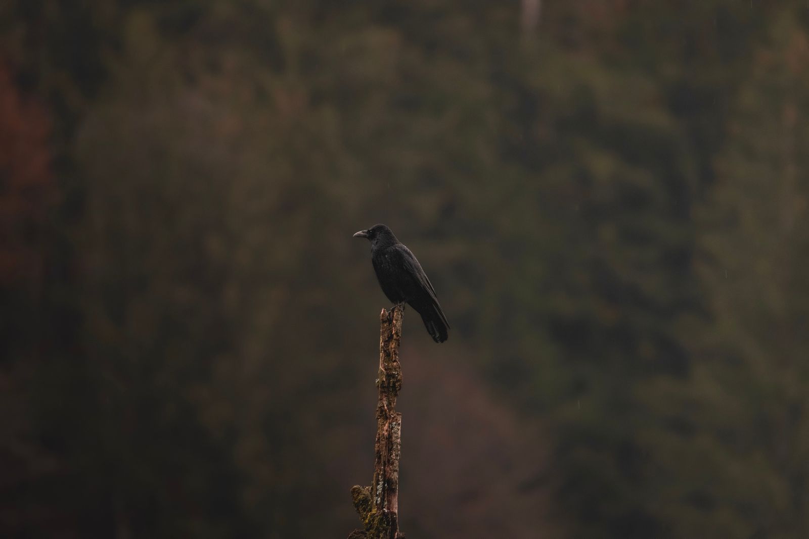Raven Bird Photos, Download The BEST Free Raven Bird Stock Photos & HD ...