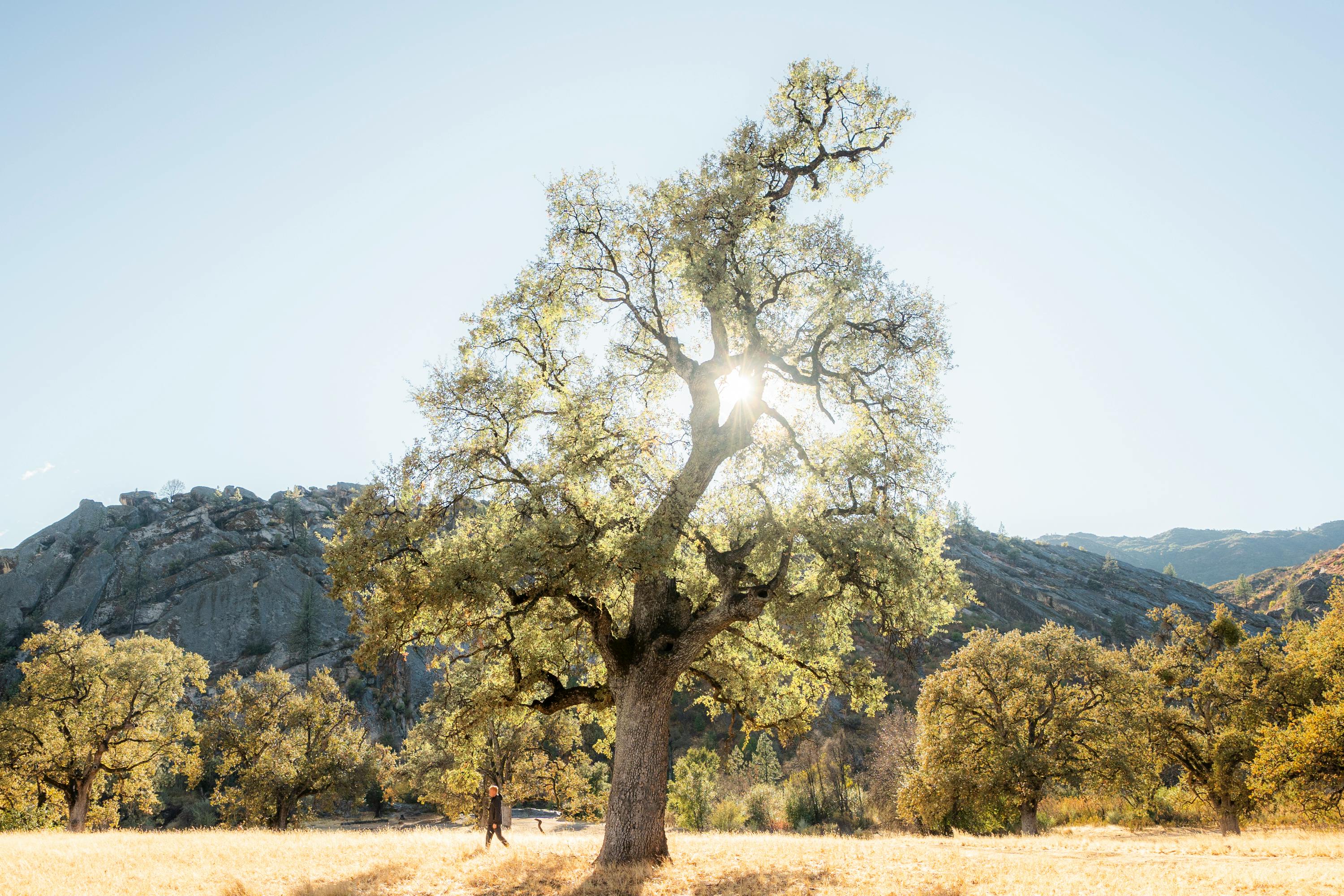 Scenic Oak Tree Landscape with Sunlight · Free Stock Photo