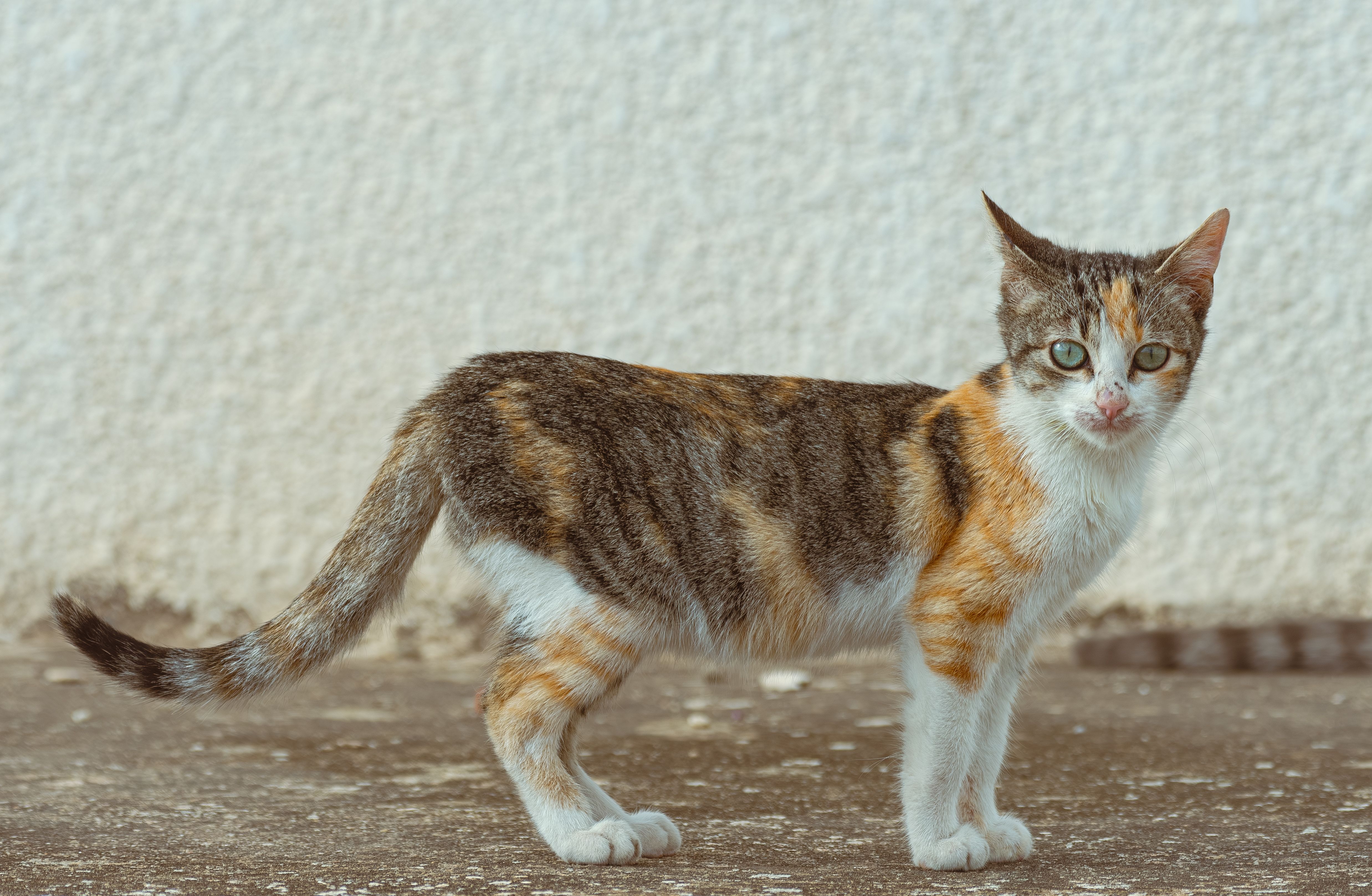 Calico Cat Posing Against Textured Wall in Tunisia · Free Stock Photo