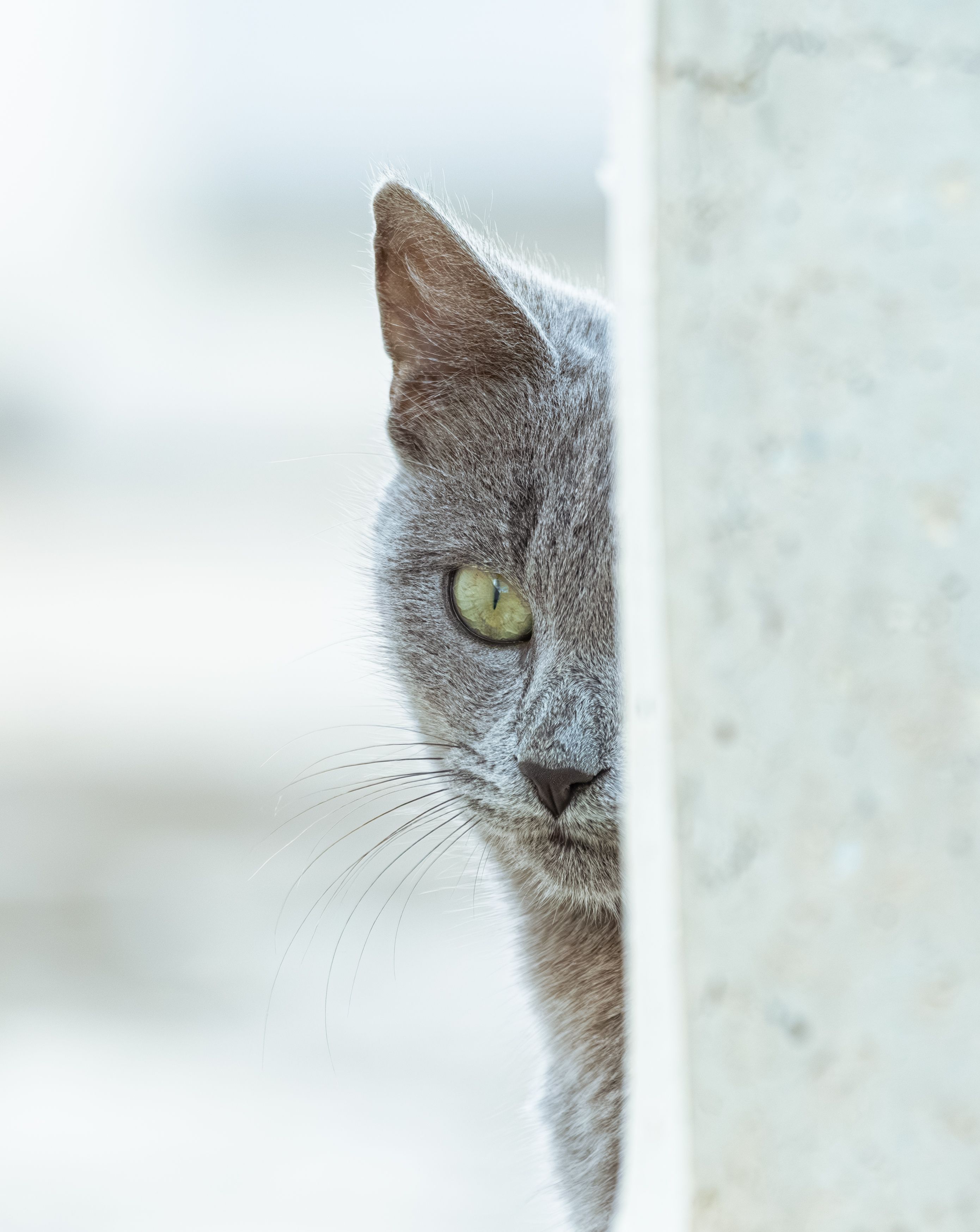 Gray Cat Peeking from Behind a Wall in Tunisia · Free Stock Photo