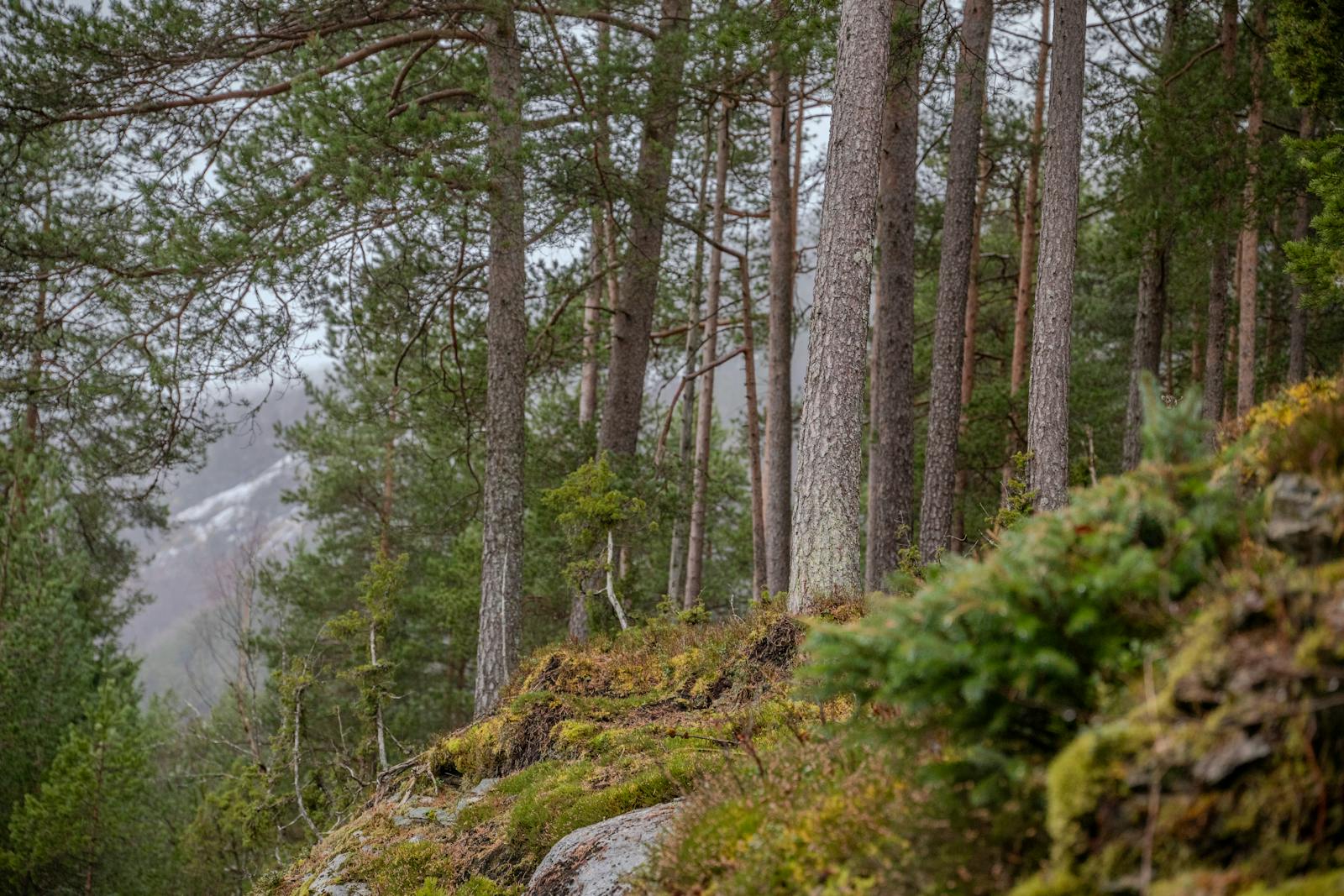 Natural Forest Photos, Download The BEST Free Natural Forest Stock ...