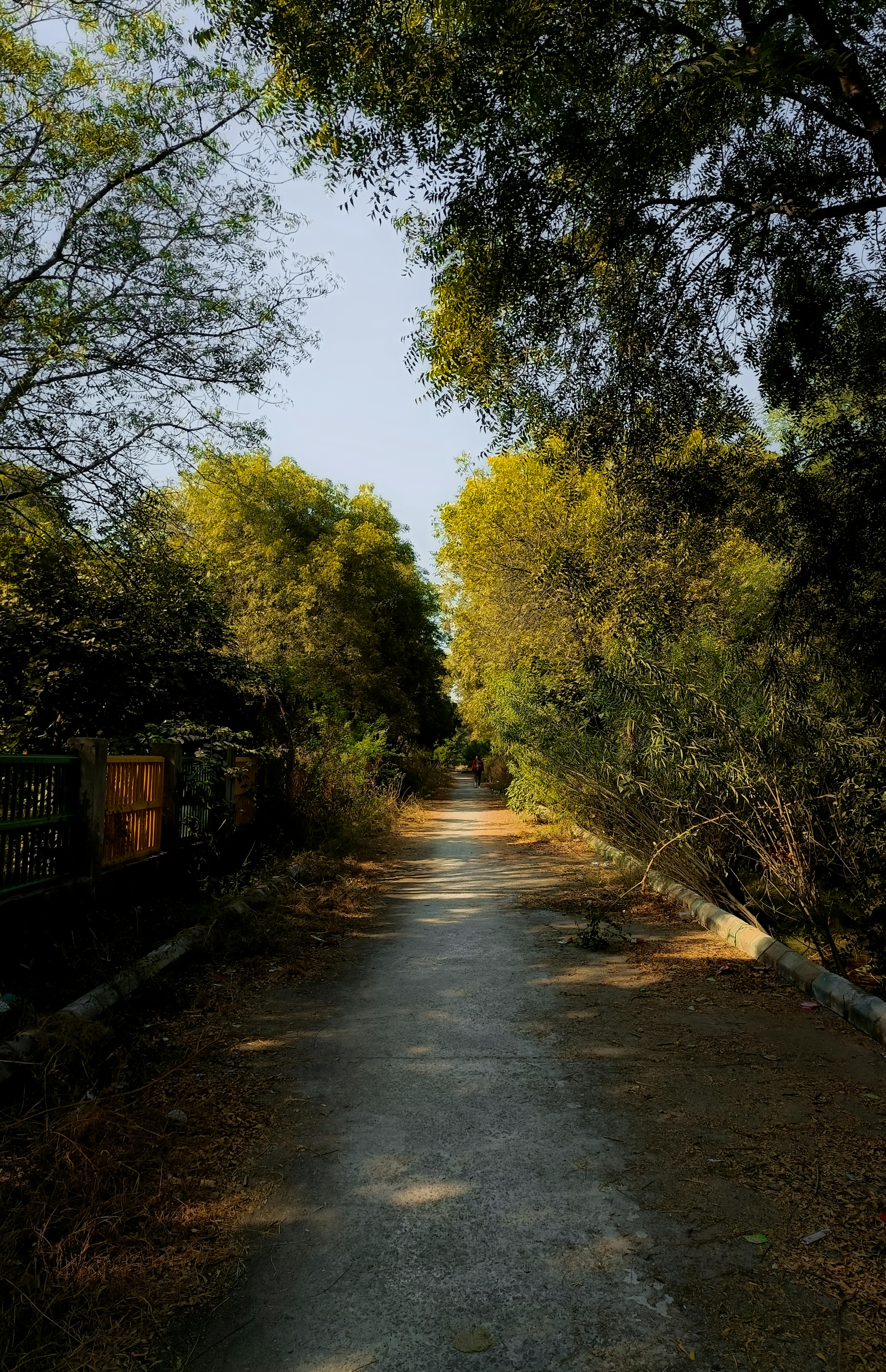 Serene Pathway through Lush Greenery in Greater Noida · Free Stock Photo