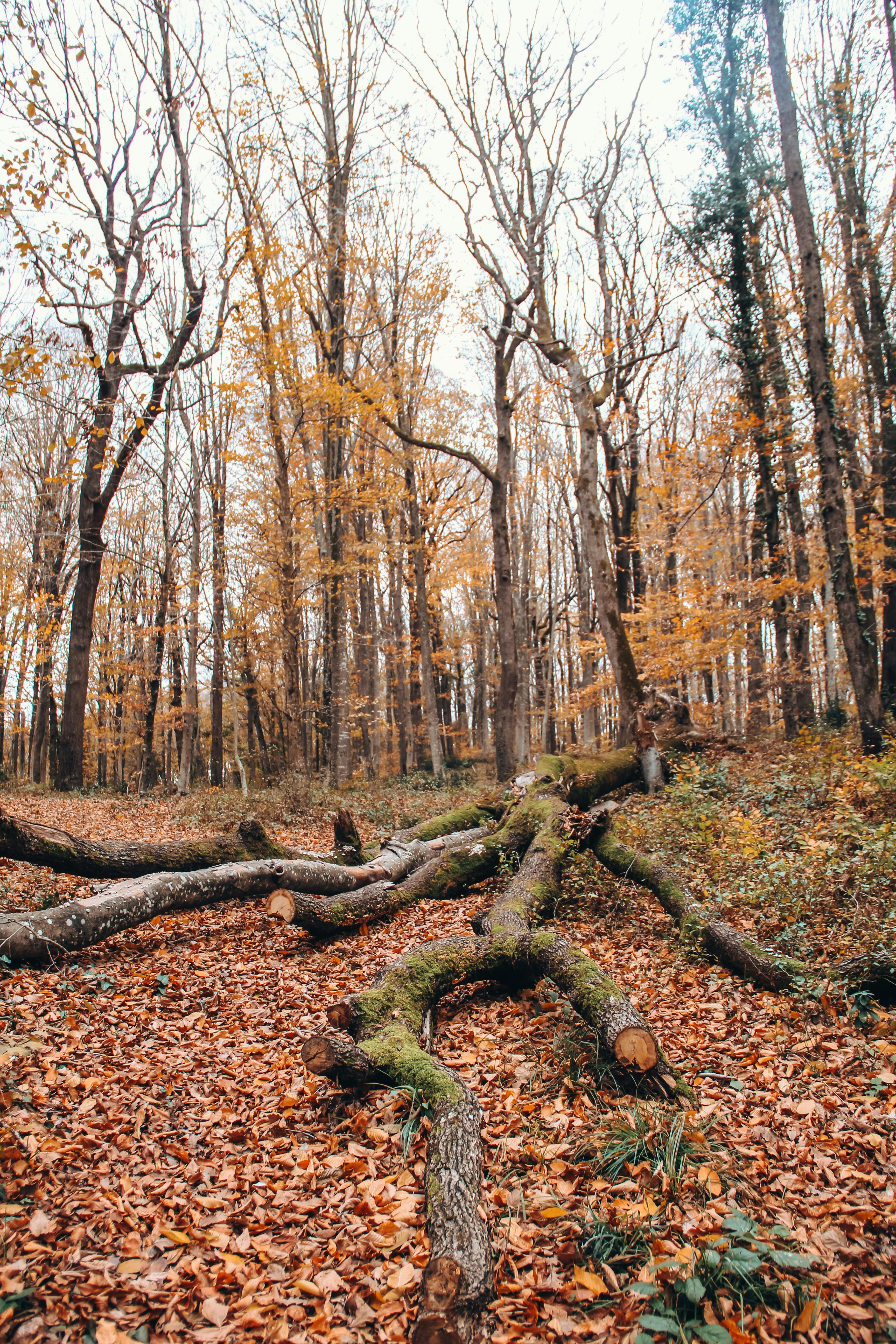Rustle Baler Photos, Download The BEST Free Rustle Baler Stock Photos ...