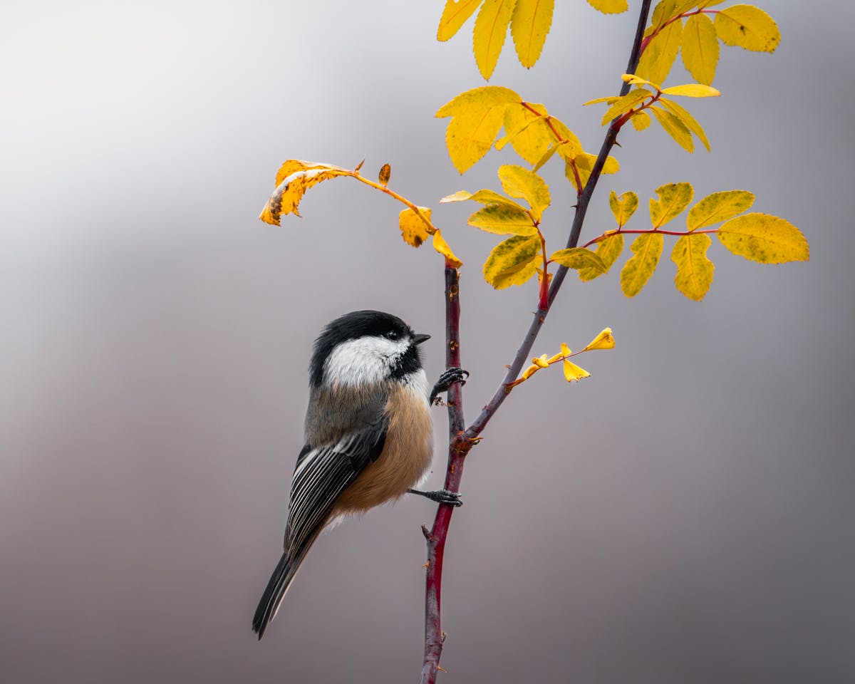 Chickadee Photos, Download The BEST Free Chickadee Stock Photos & HD Images