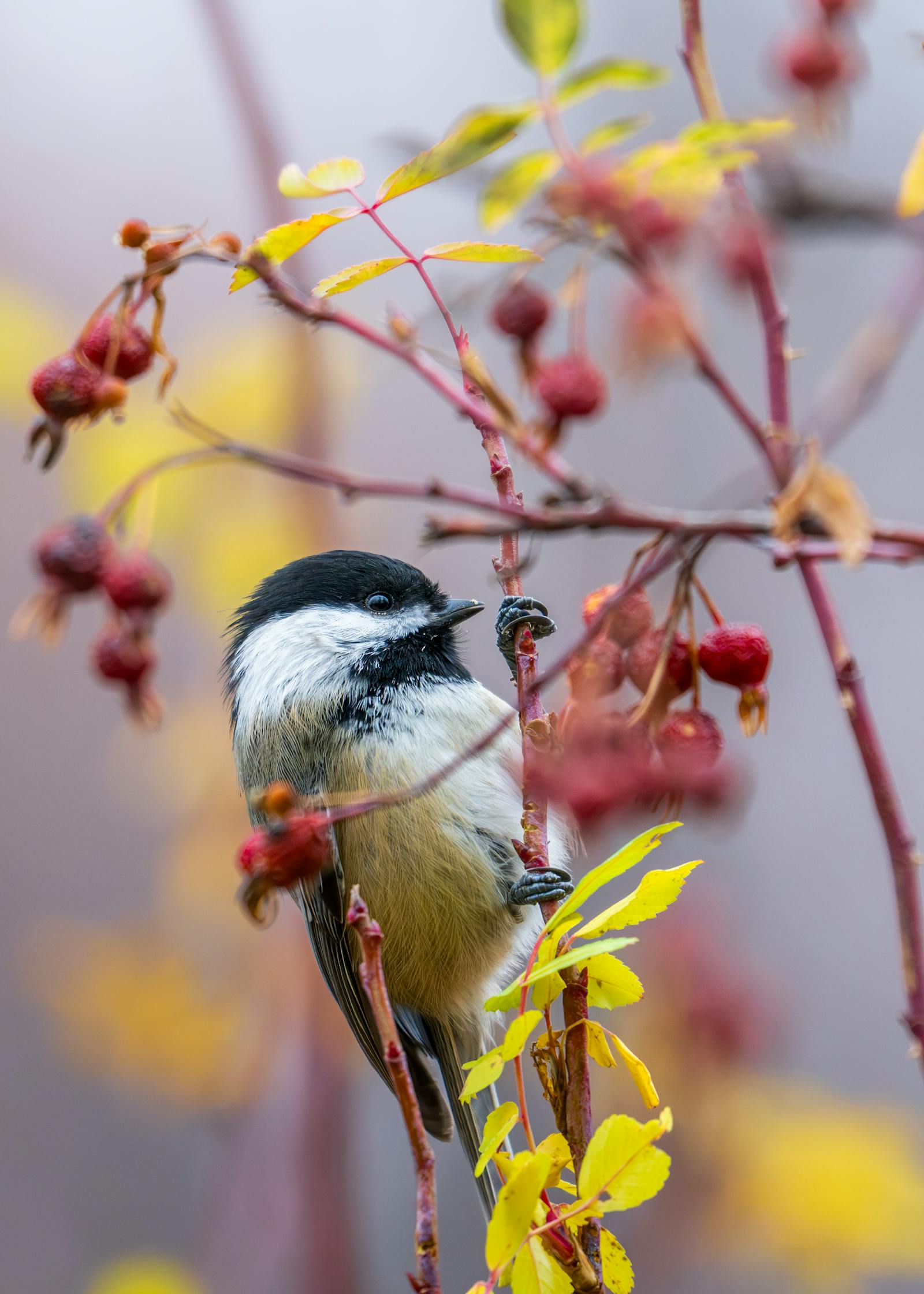Chickadee Photos, Download The BEST Free Chickadee Stock Photos & HD Images