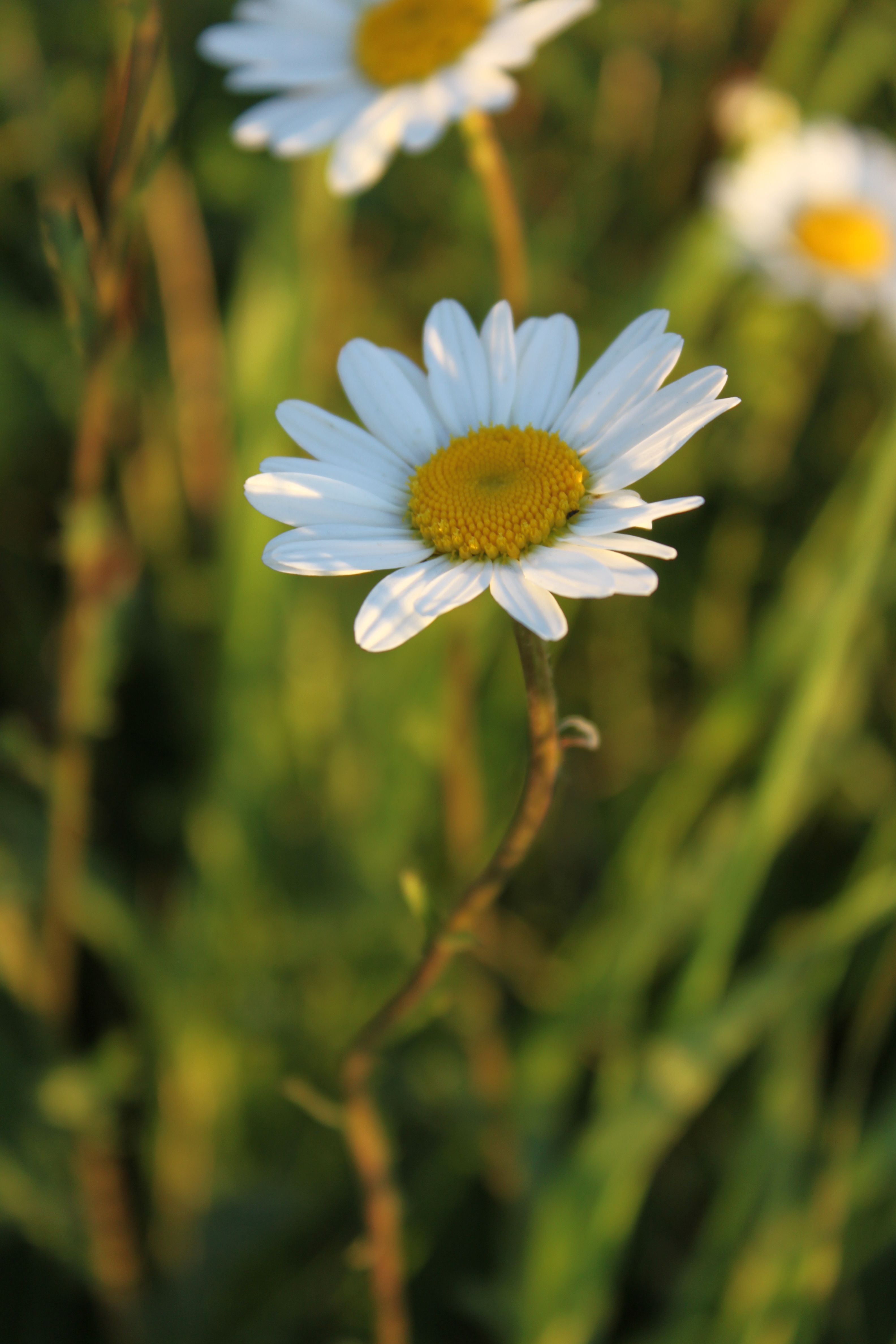 Close-Up of a Wild Daisy in Bloom · Free Stock Photo