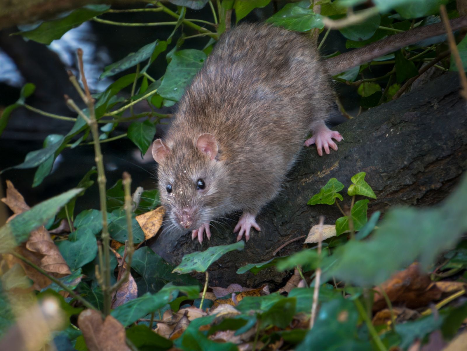 Scary Rat Photos, Download The BEST Free Scary Rat Stock Photos & HD Images