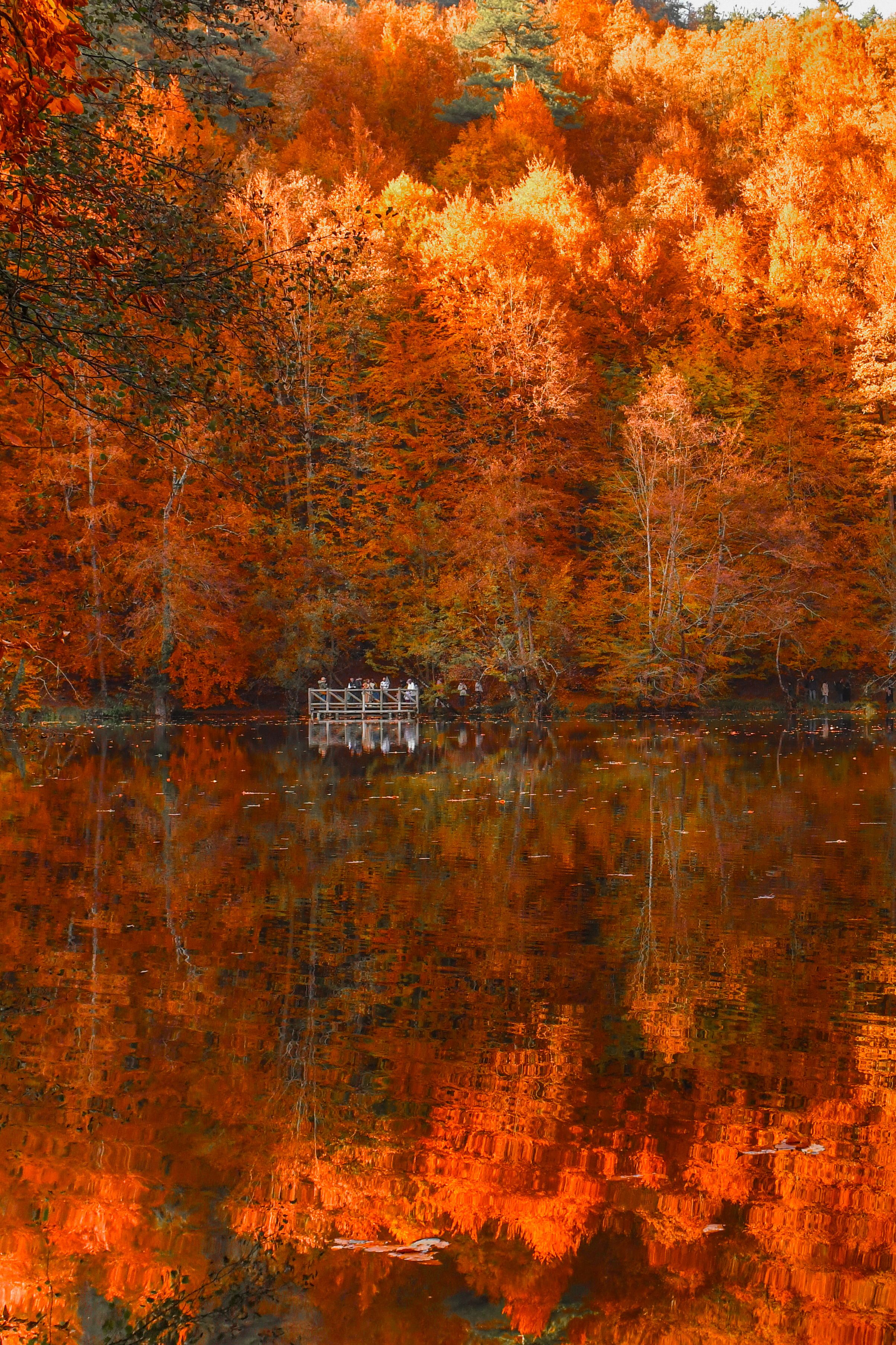 Stunning Autumn Foliage Reflection on Calm Lake · Free Stock Photo