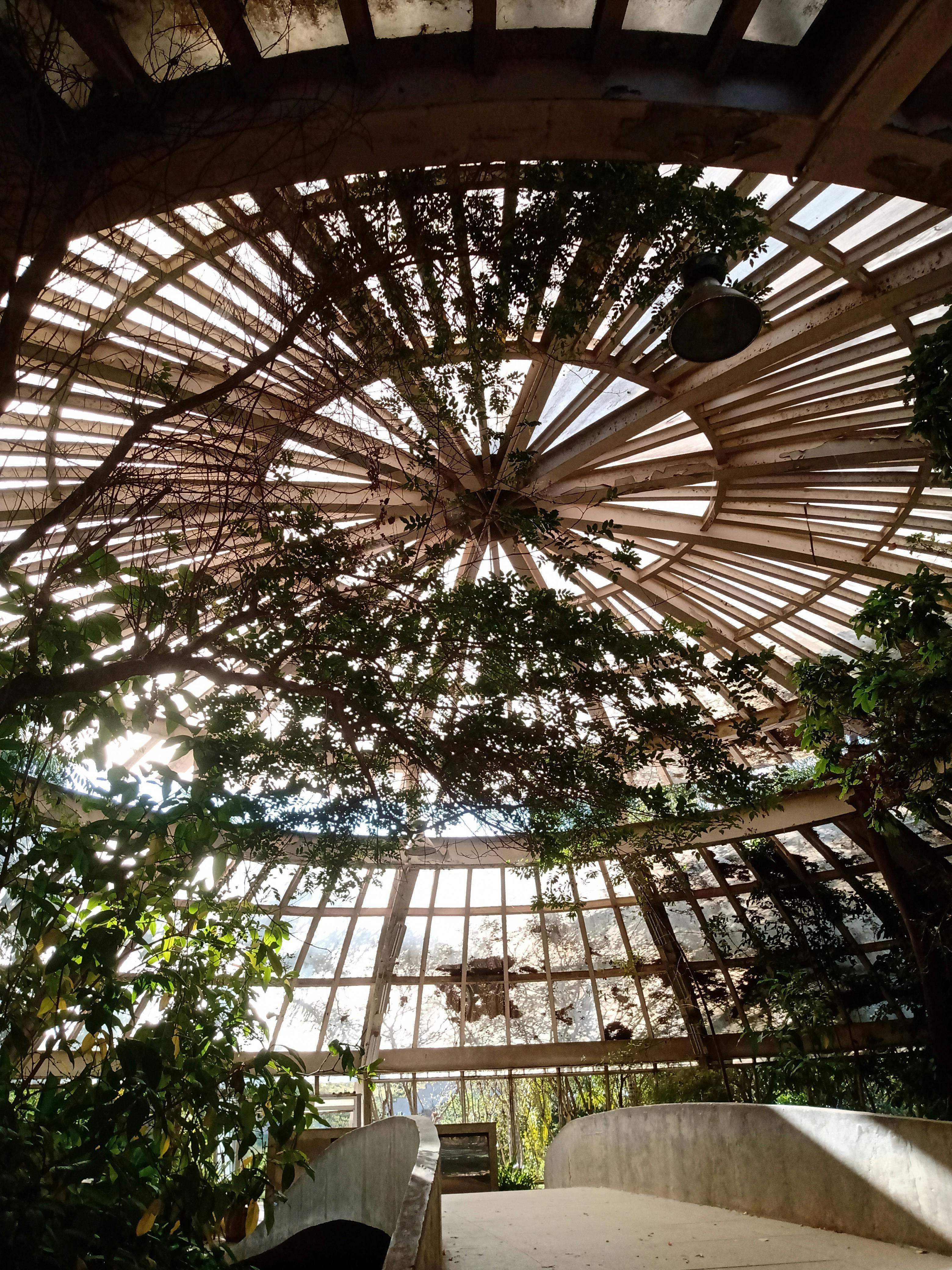 Indoor Conservatory with Wooden Dome and Plants · Free Stock Photo