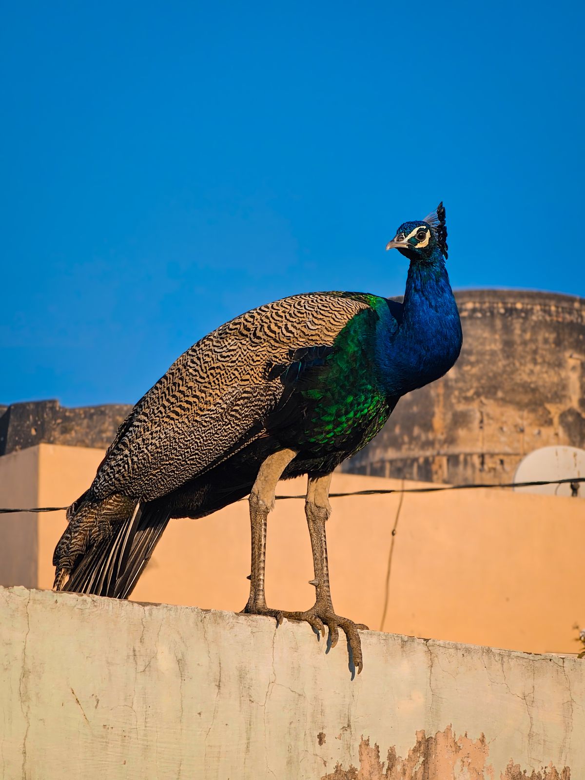 Peacock Bird Photos, Download The BEST Free Peacock Bird Stock Photos ...