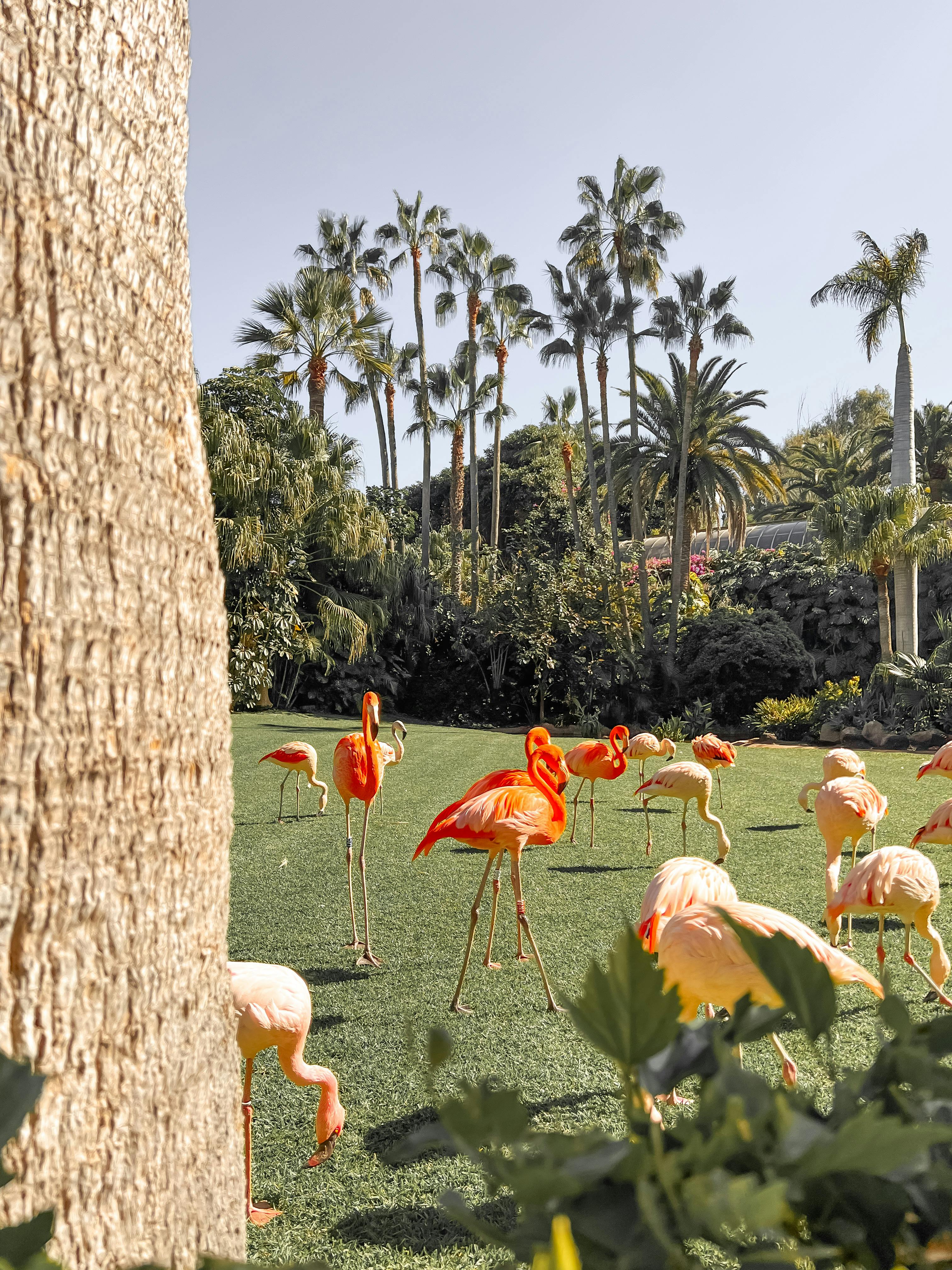 Roz Flamingo Photos, Download The BEST Free Roz Flamingo Stock Photos ...