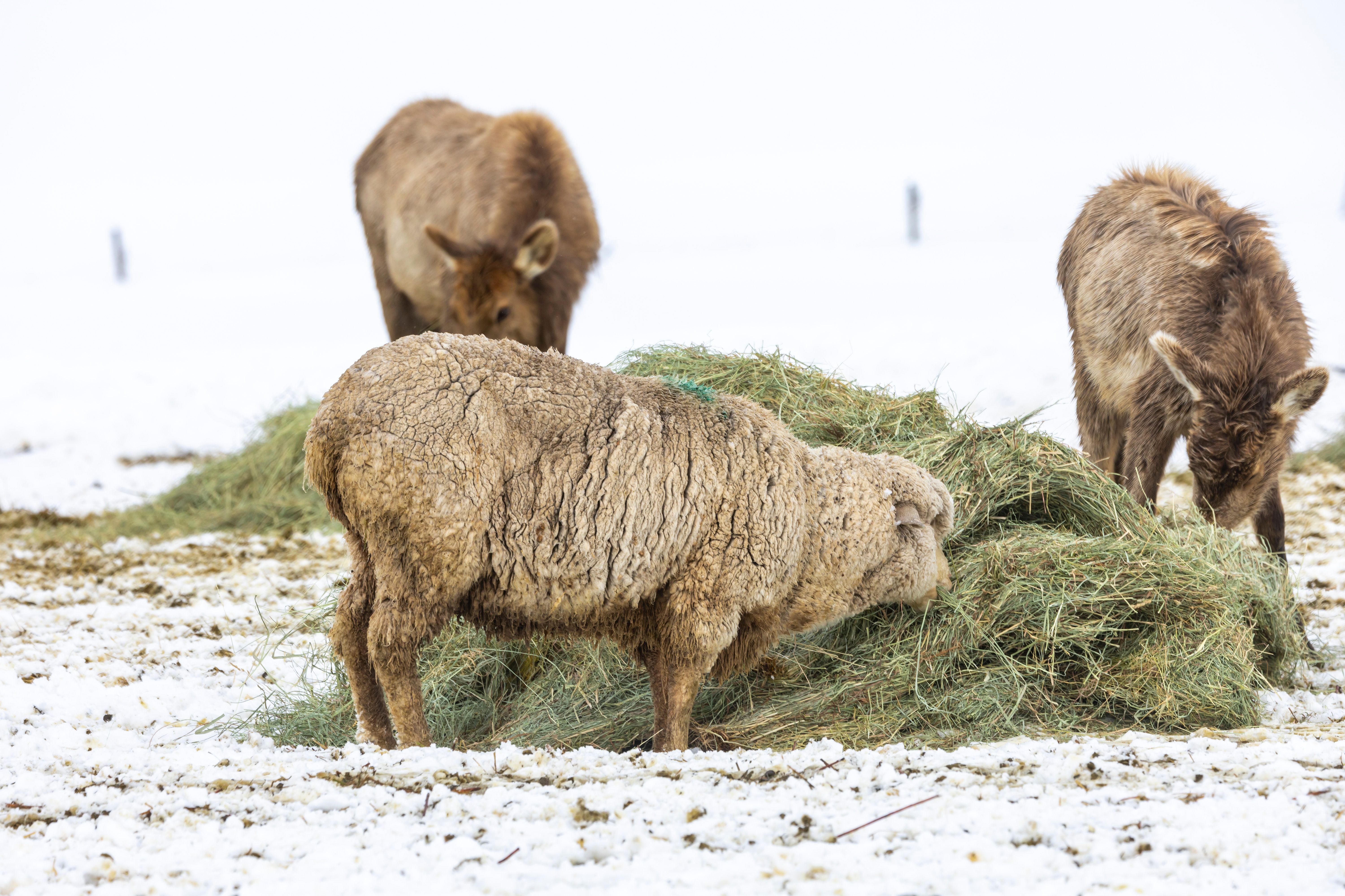 Farm Life Photos, Download The BEST Free Farm Life Stock Photos & HD Images