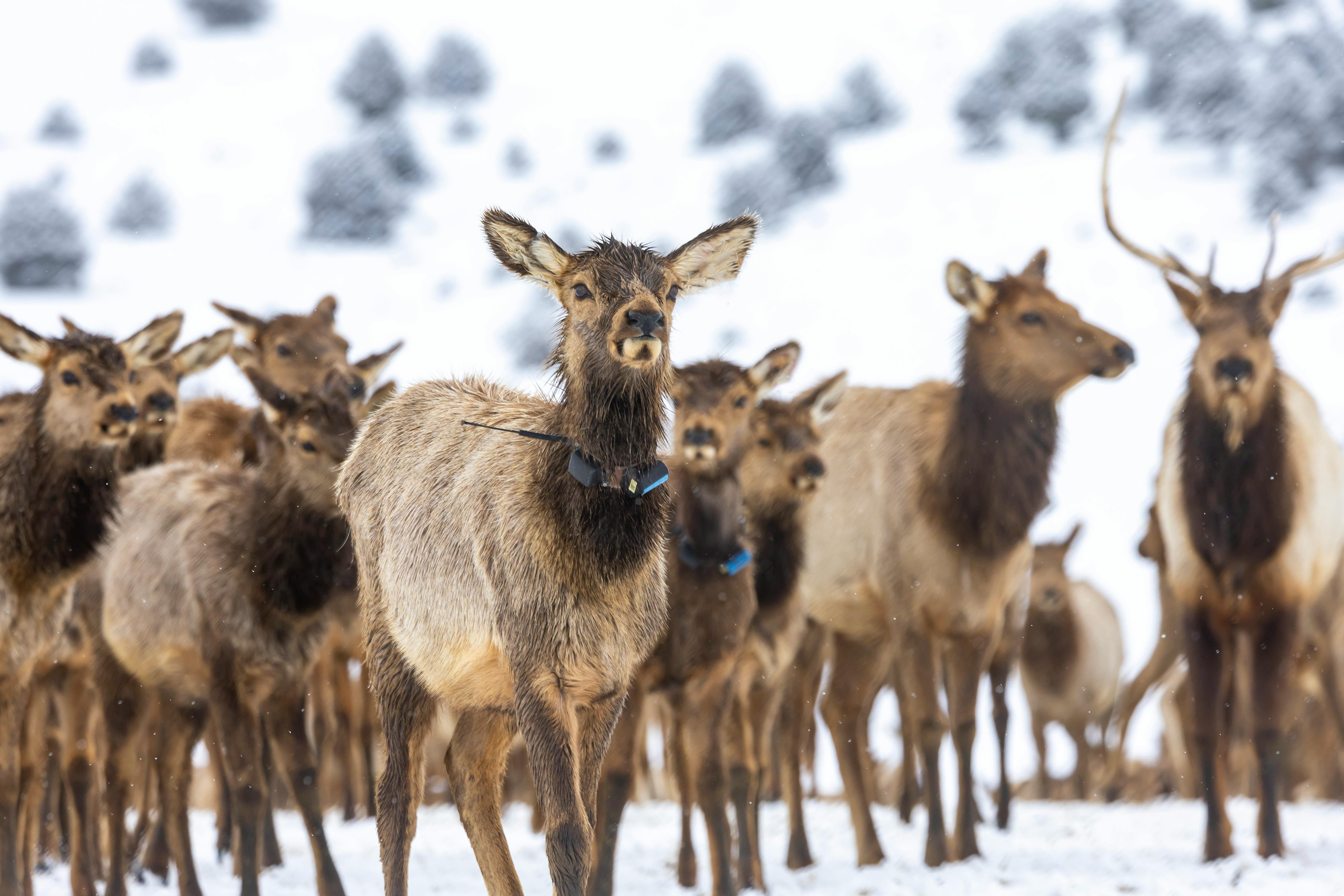 Herd of Elk in Snowy Winter Landscape · Free Stock Photo
