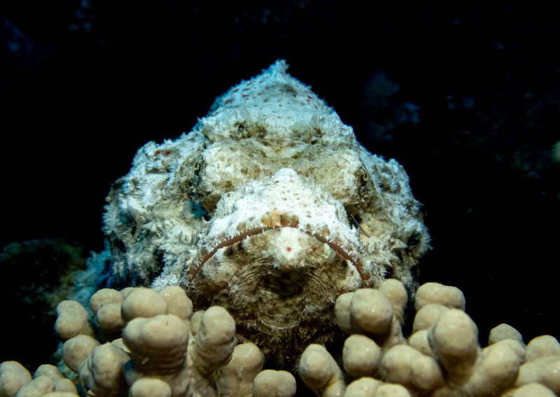 Stone Fish Photos, Download The BEST Free Stone Fish Stock Photos & HD ...