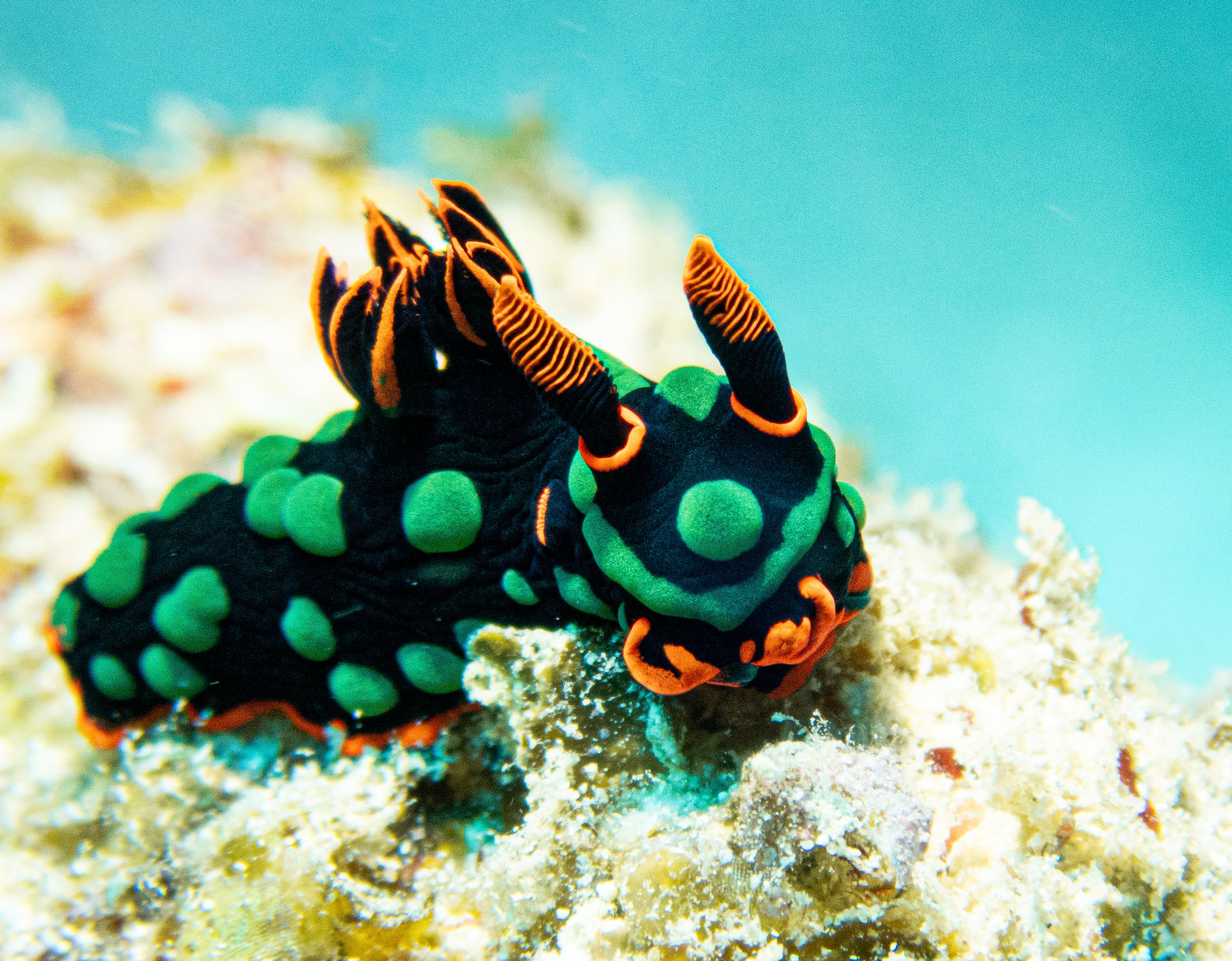 Vibrant Nembrotha Nudibranch on Coral Reef · Free Stock Photo