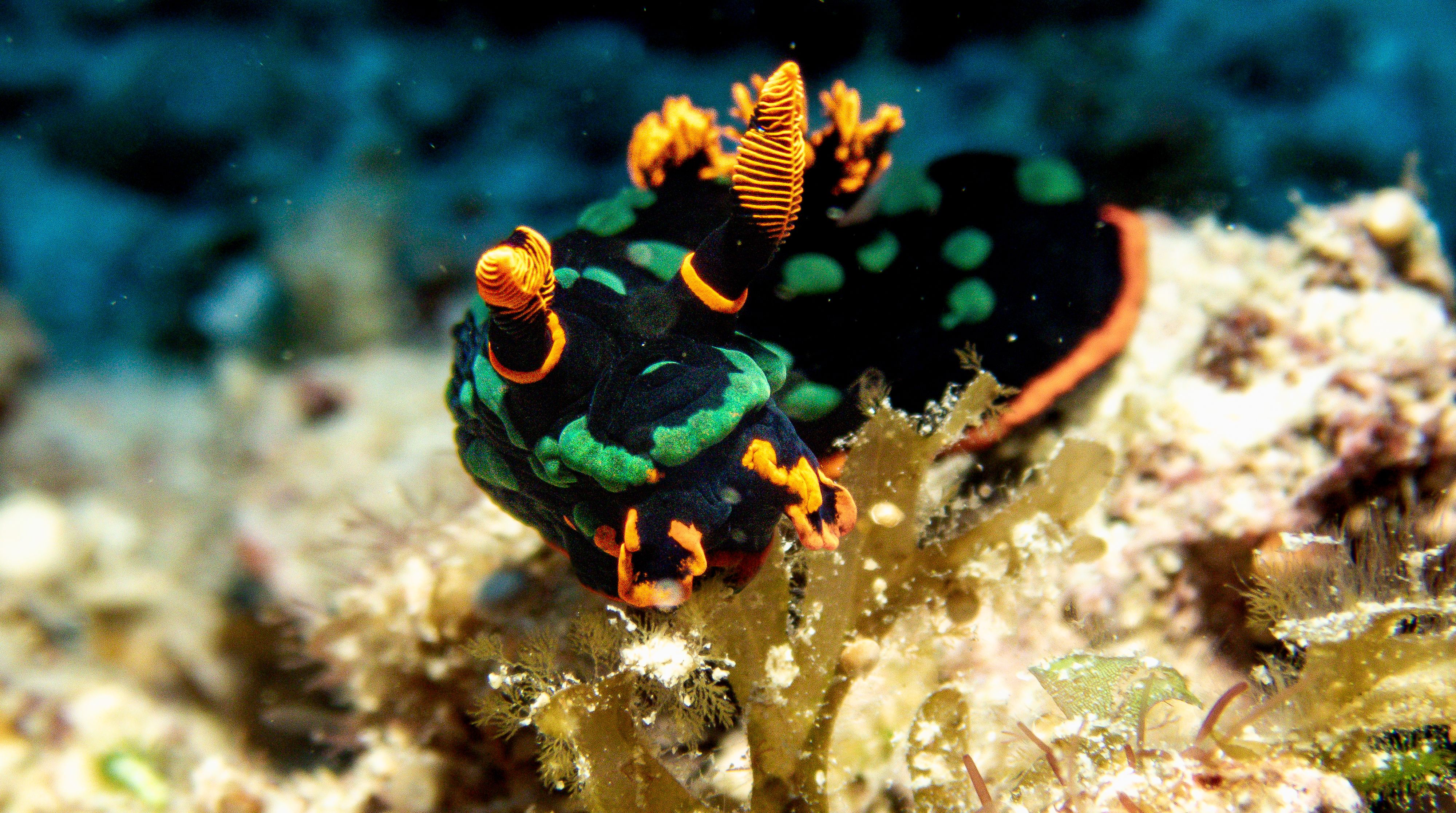 Vibrant Nudibranch Captured in Macro Underwater Photography · Free ...
