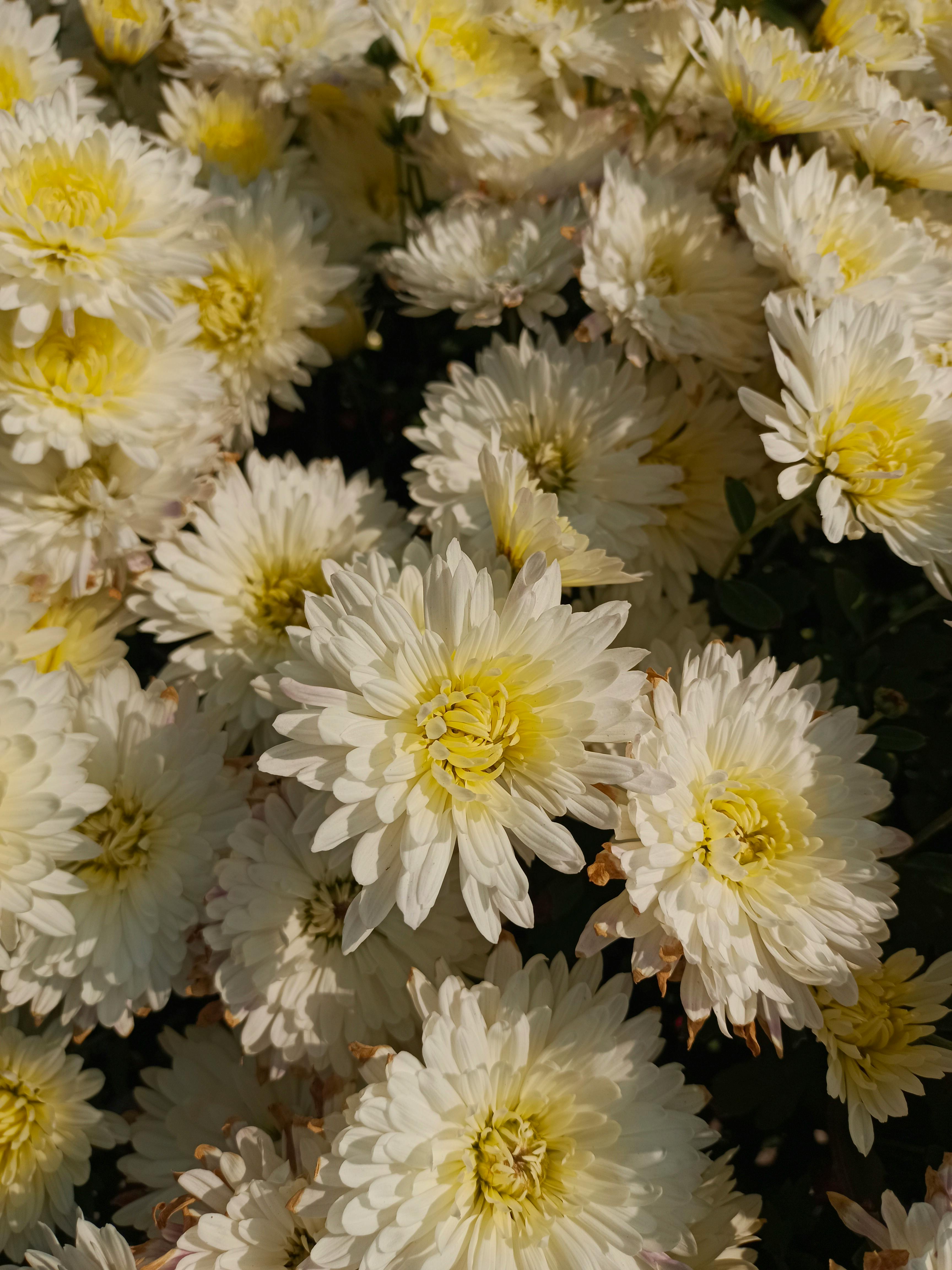 Beautiful White Chrysanthemums in Bloom · Free Stock Photo