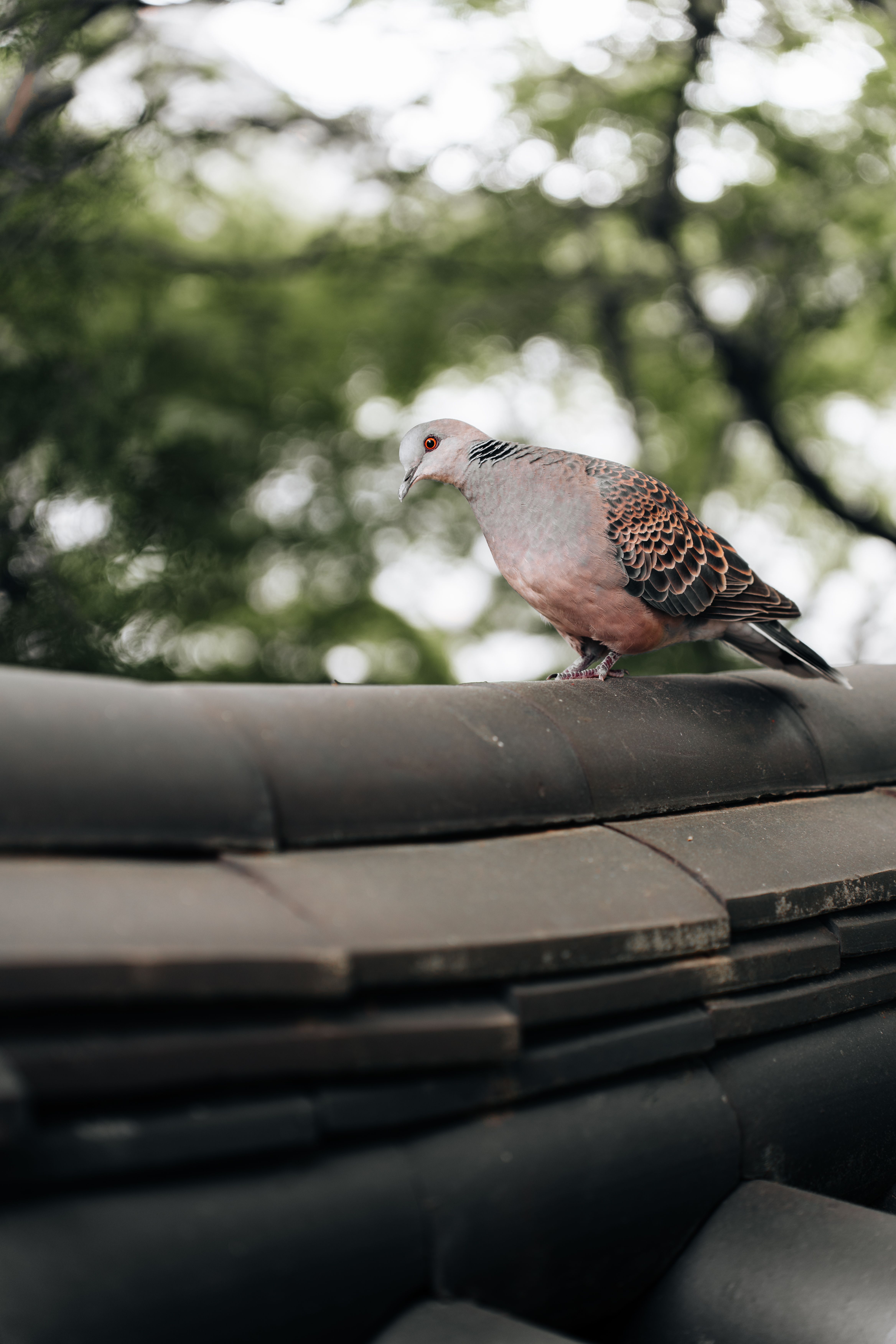 Oriental Turtle Dove on Traditional Roof · Free Stock Photo