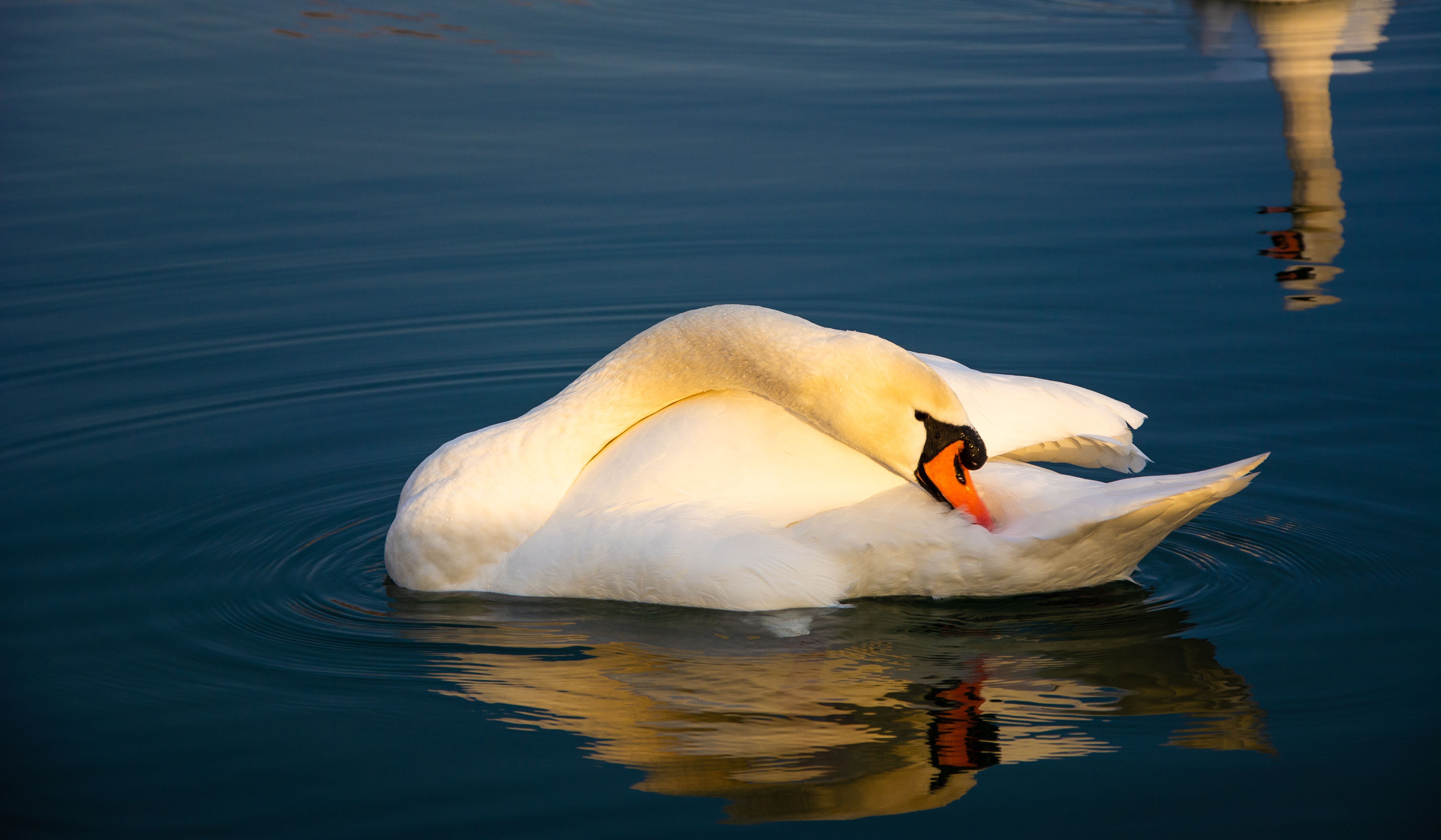 Elegant Mute Swan Swimming on Tranquil Water · Free Stock Photo