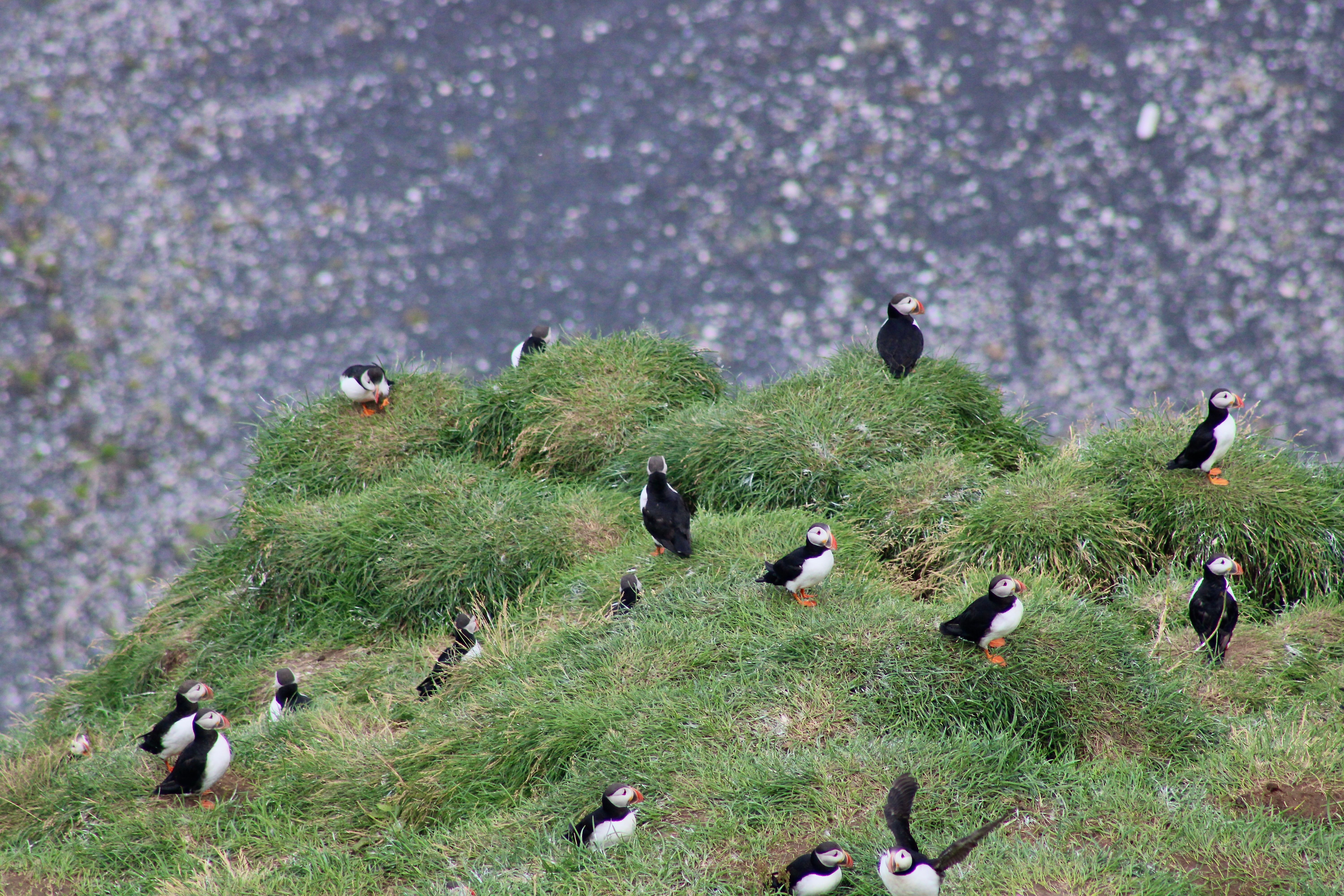 Group Of Puffins Photos, Download The BEST Free Group Of Puffins Stock ...