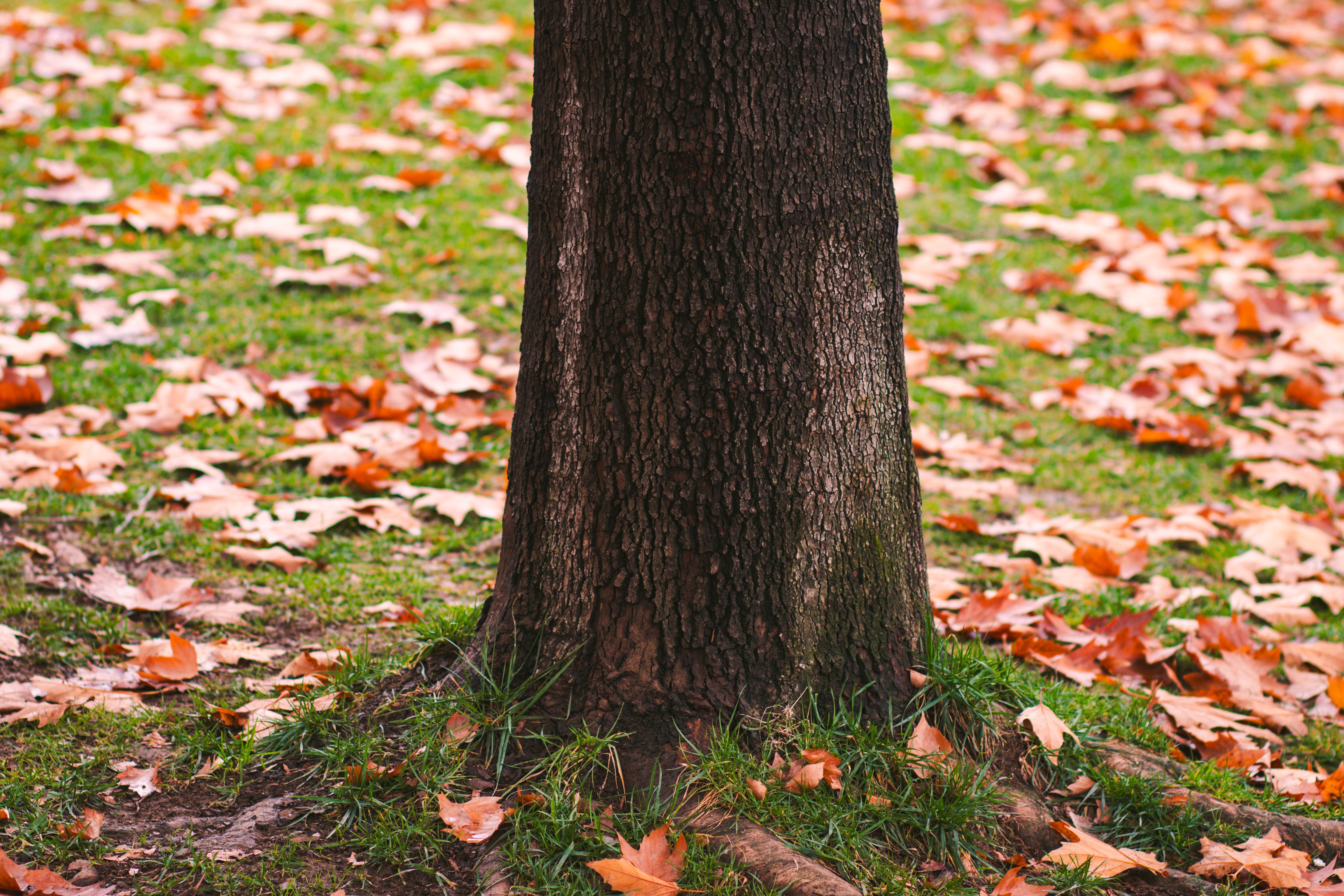 Close-up of Tree Trunk with Autumn Leaves · Free Stock Photo