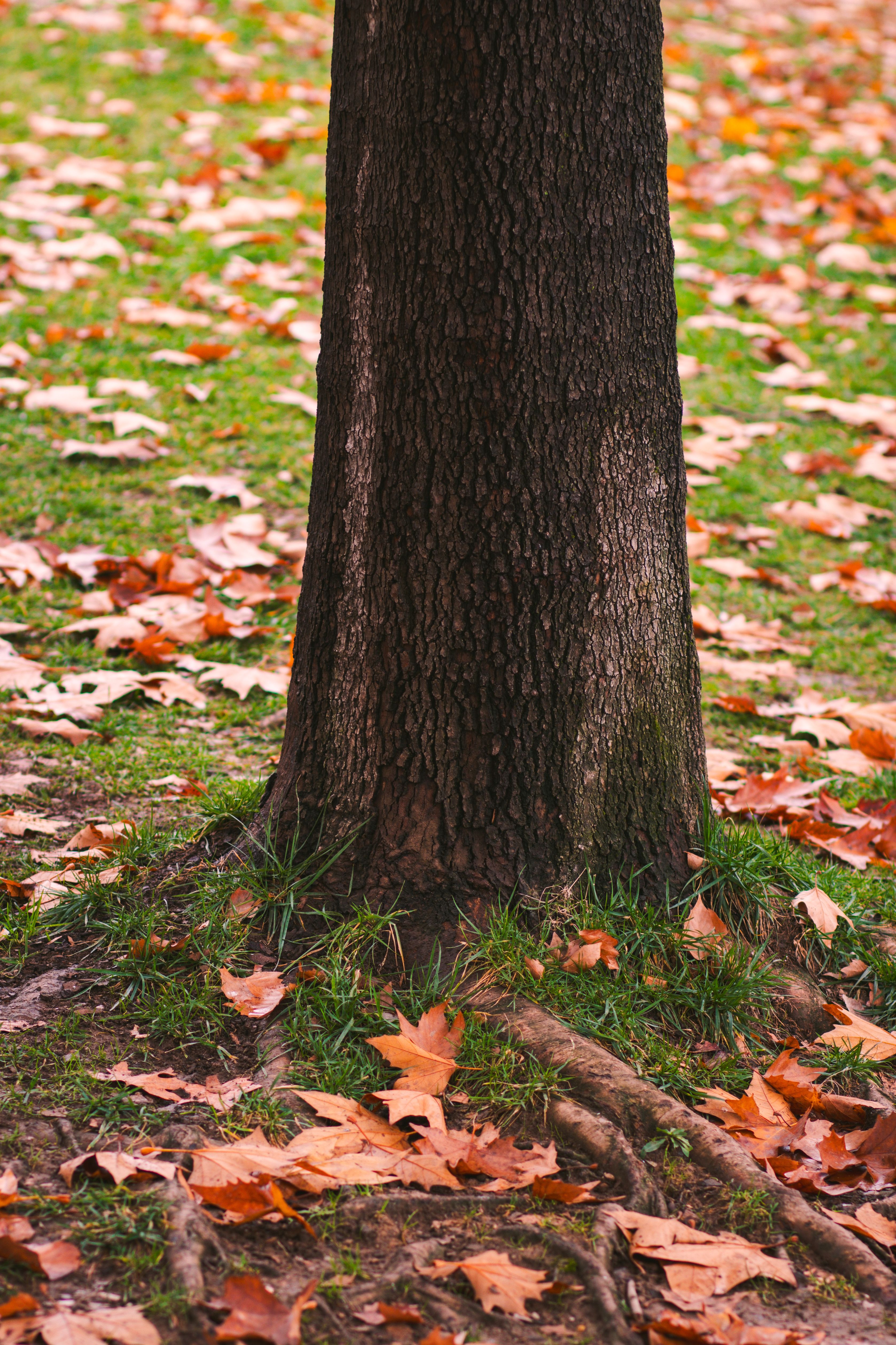Autumn Leaves Surrounding Oak Tree Trunk · Free Stock Photo