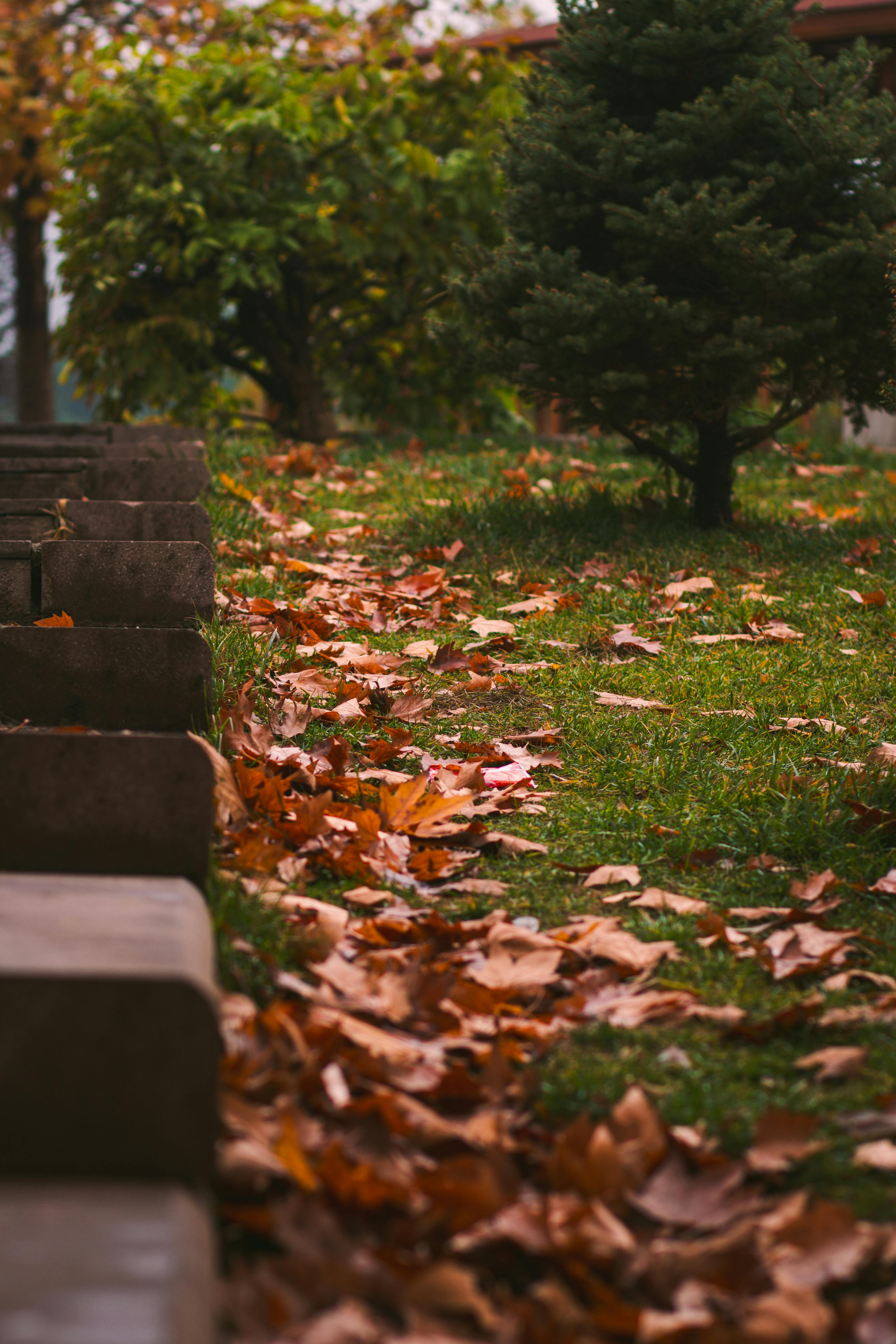 Autumn Leaves on Park Path with Evergreen Tree · Free Stock Photo