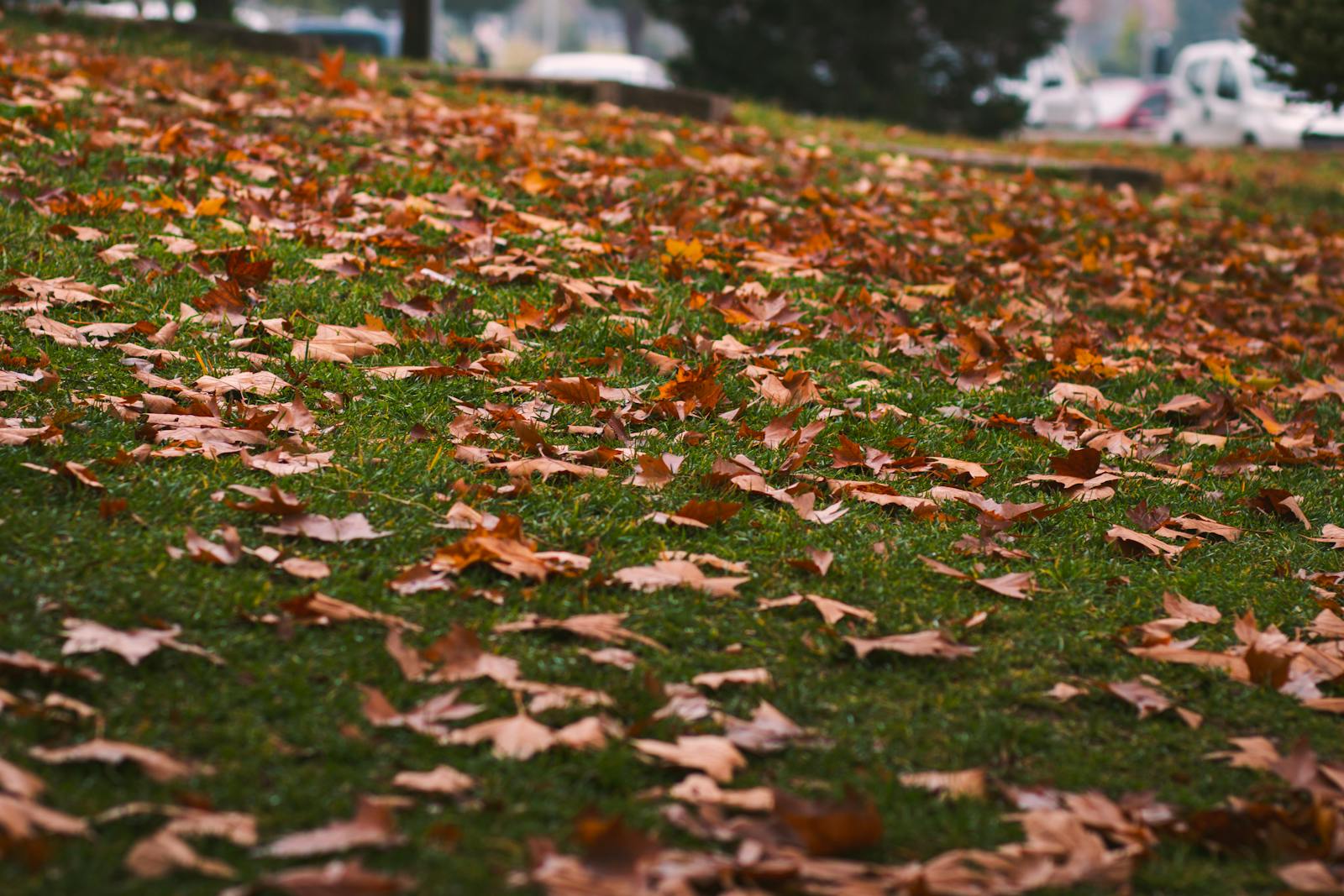 Fall Leaves On The Ground Photos, Download The BEST Free Fall Leaves On ...