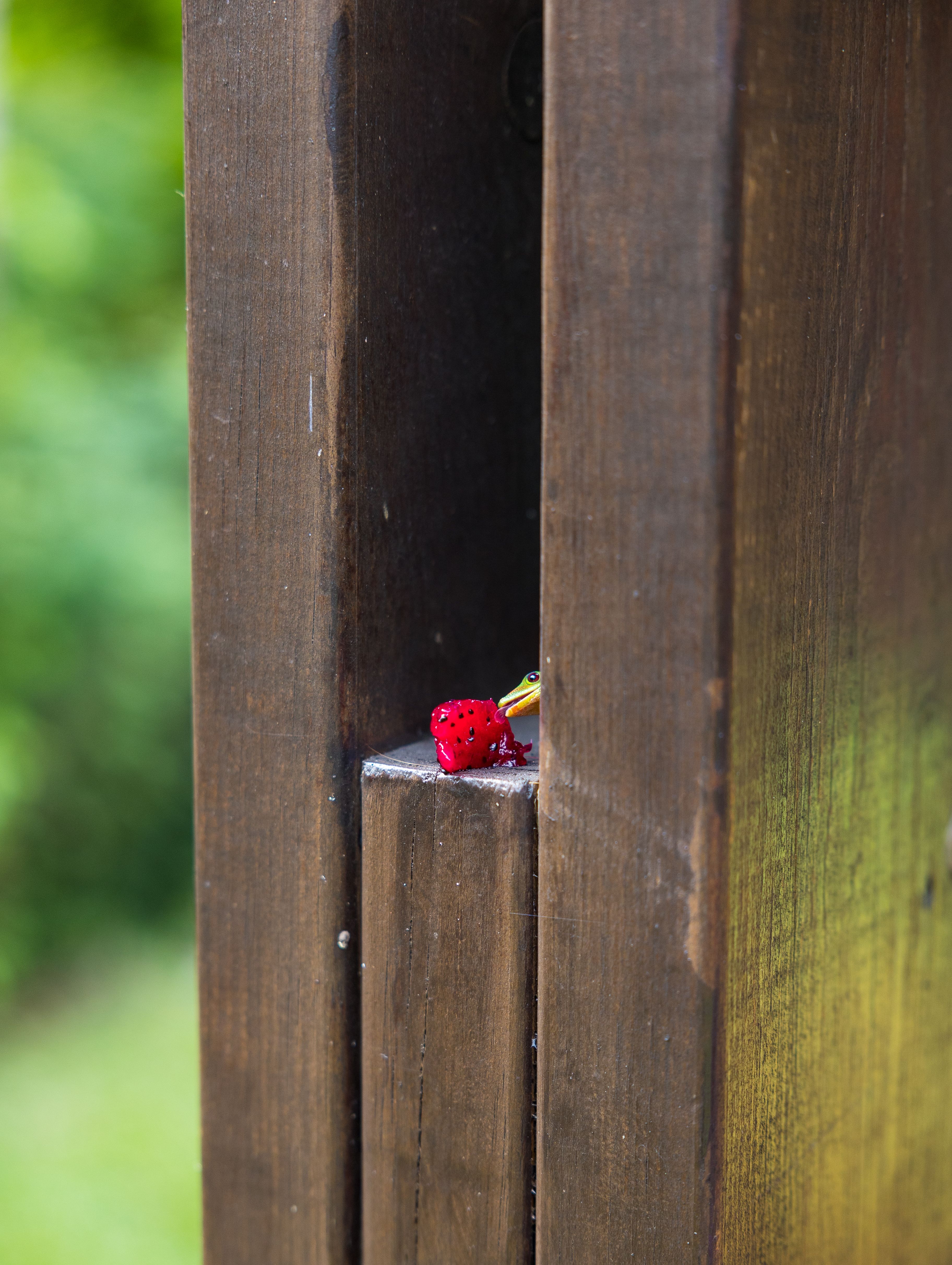 Lizard Eating a Strawberry on a Wooden Beam · Free Stock Photo