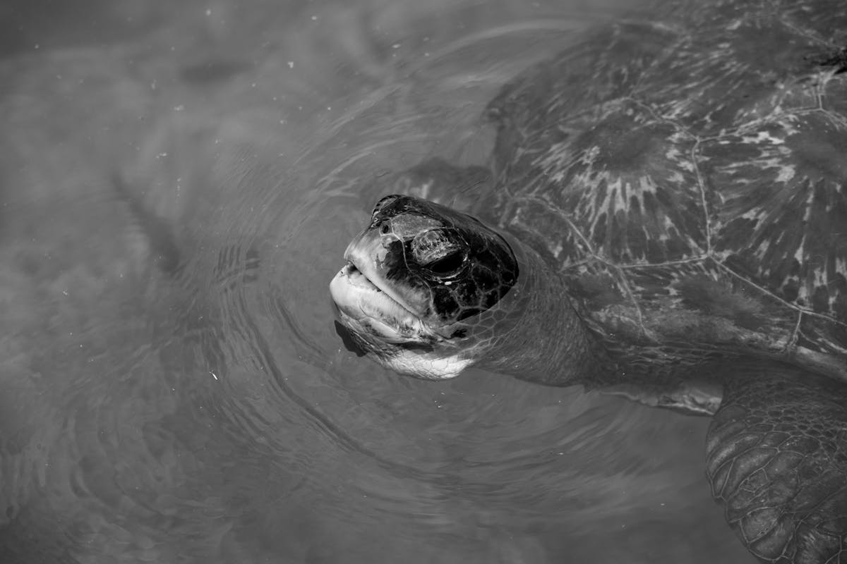Texture Sea Turtle Shell Photos, Download The BEST Free Texture Sea ...