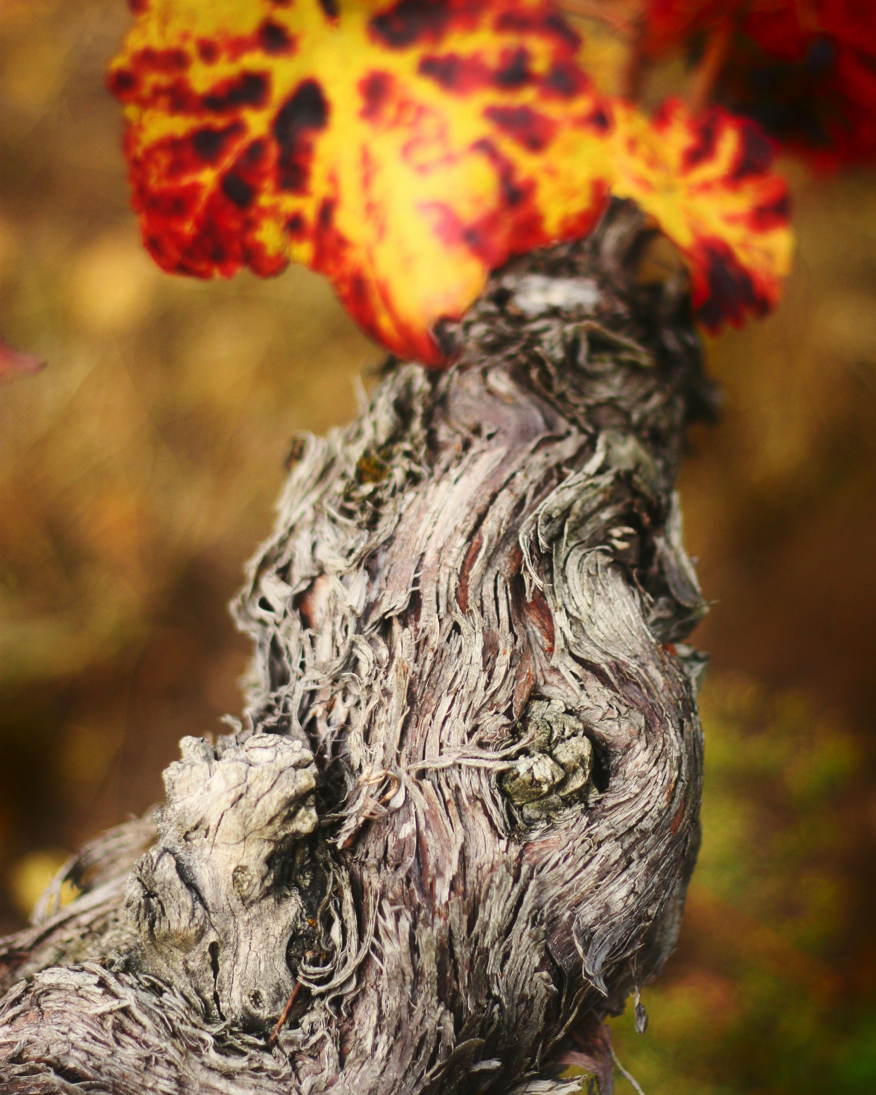 Close-up of Textured Tree Bark and Autumn Leaves · Free Stock Photo