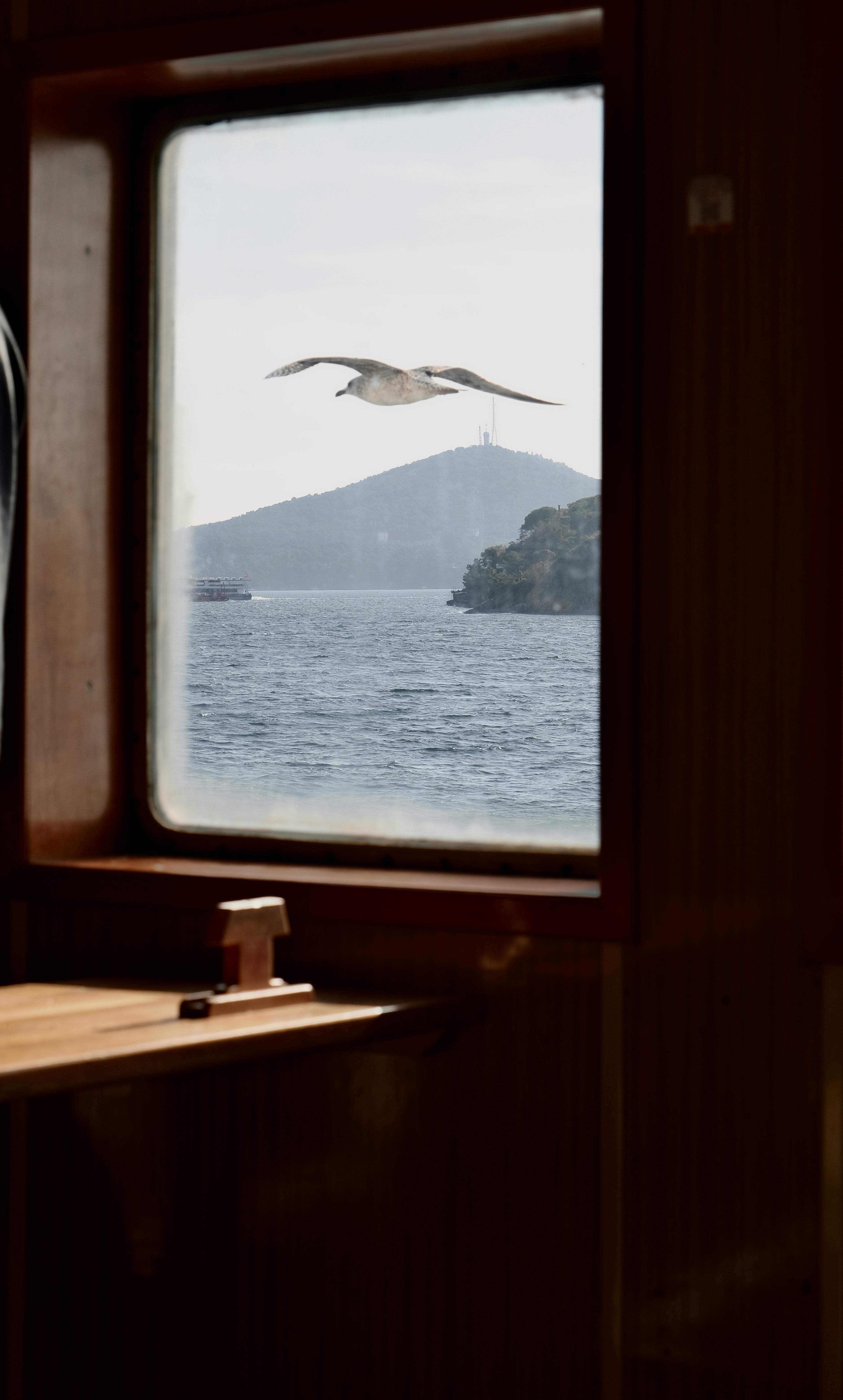 Seagull in Flight Viewed from Ship Window · Free Stock Photo