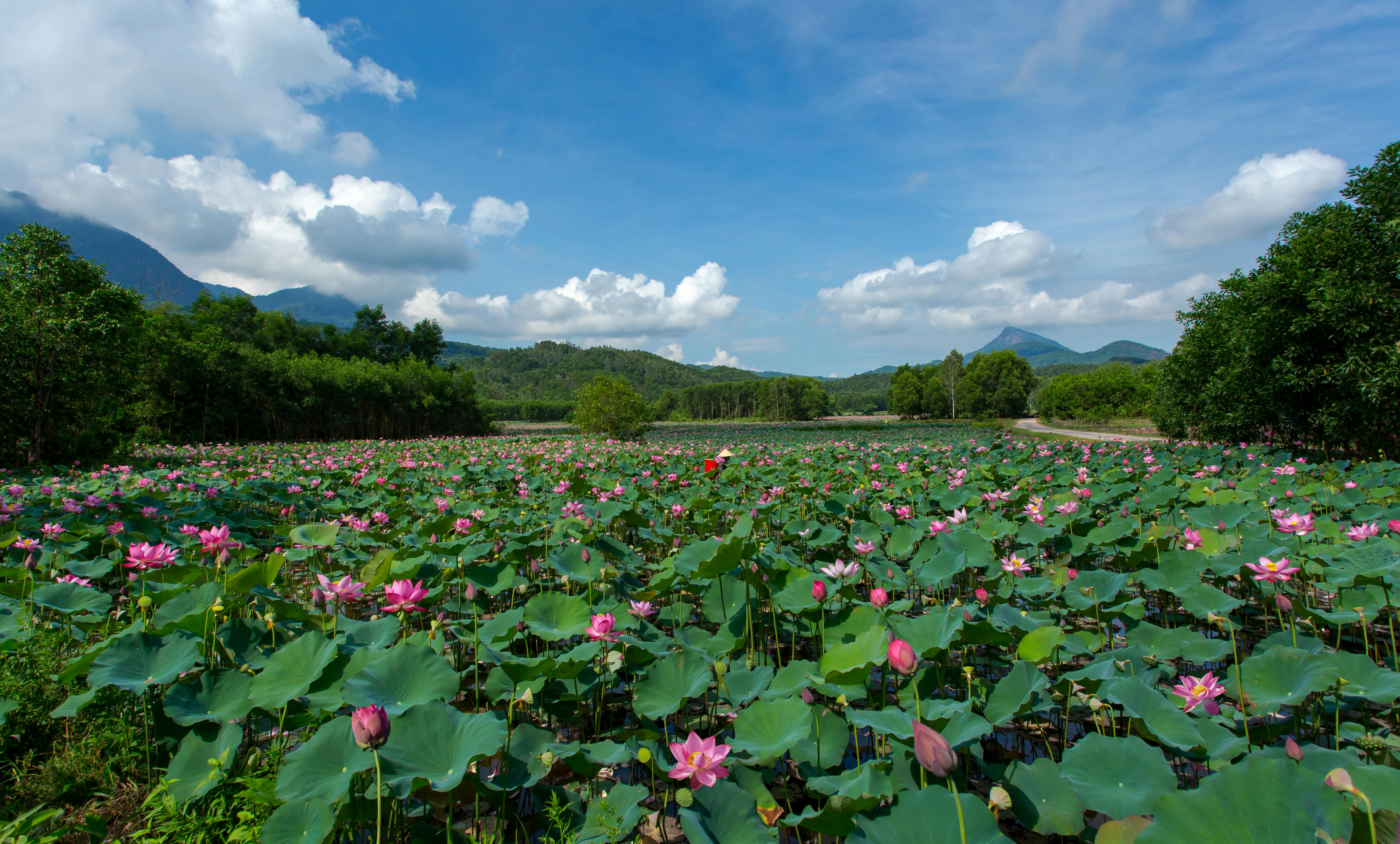 Beautiful Lotus Farm Landscape in Hoi An, Vietnam · Free Stock Photo