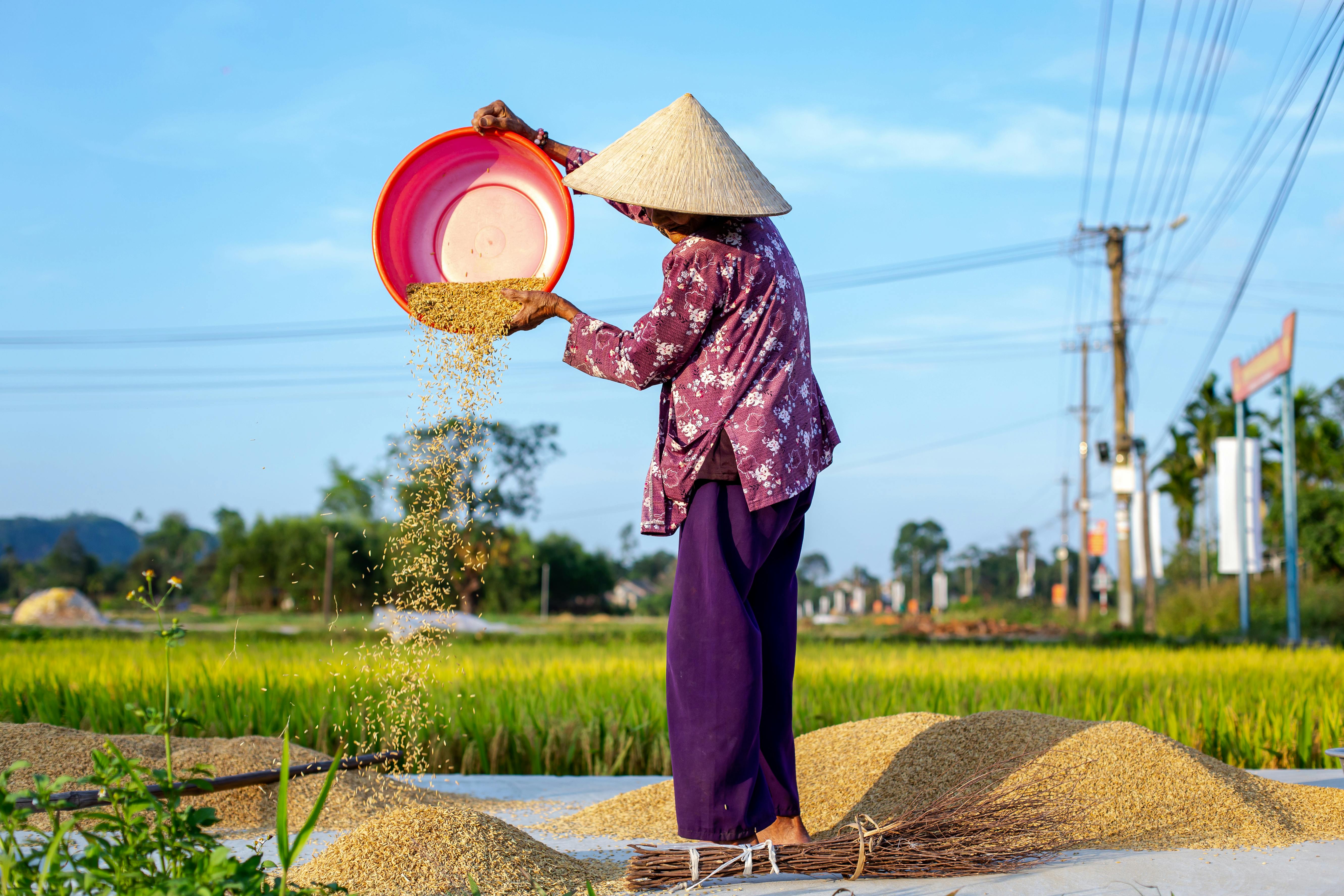 Traditional Vietnamese Farmer Sifting Rice Outdoors · Free Stock Photo